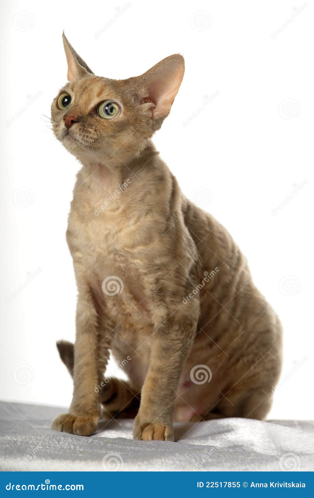 Devon Rex stock image. Image of portrait, whisker, shorthair - 22517855