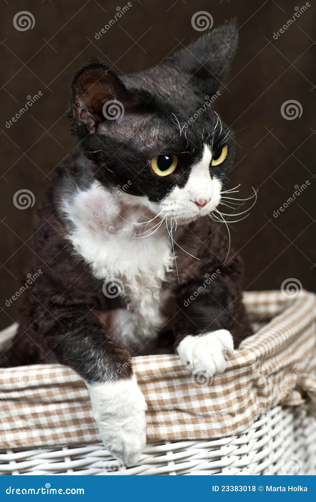 Devon Rex stock photo. Image of game, domestic, characteristic - 23383018