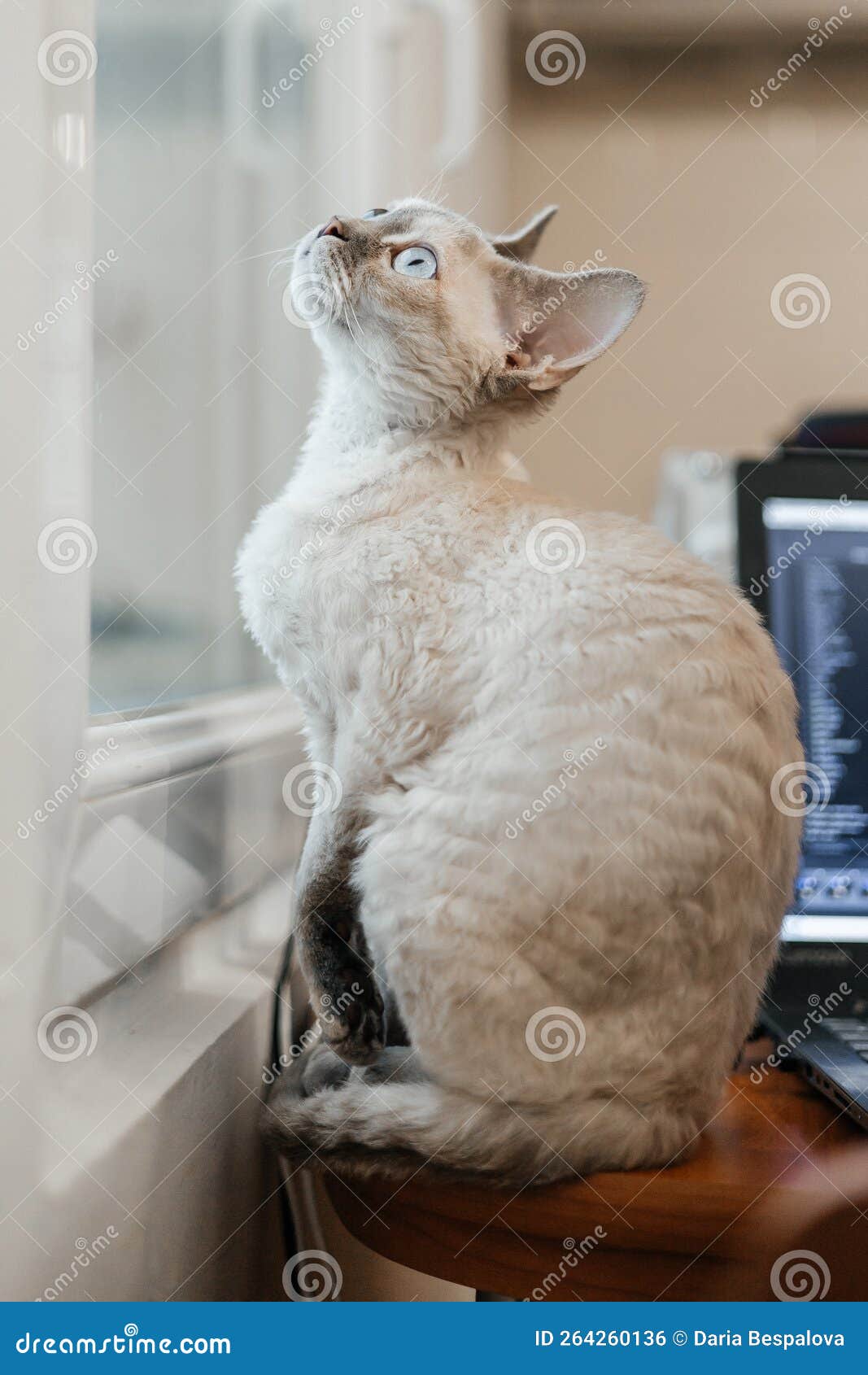 Devon Rex with Blue Eyes on a Light Background Stock Photo - Image of ...