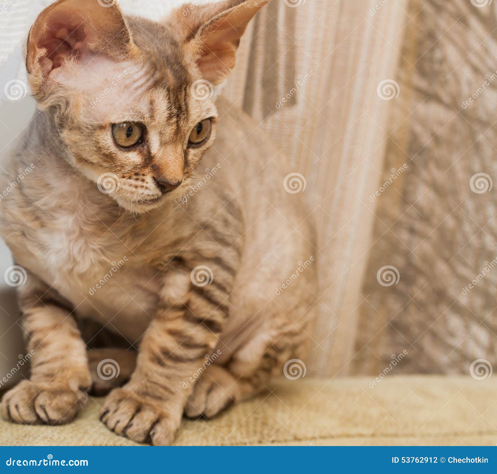 Devon Rex breed cat stock photo. Image of devon, sofa - 53762912