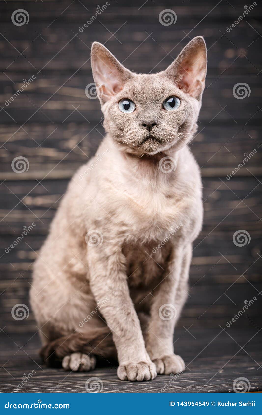Devon-rex breed cat stock image. Image of background - 143954549
