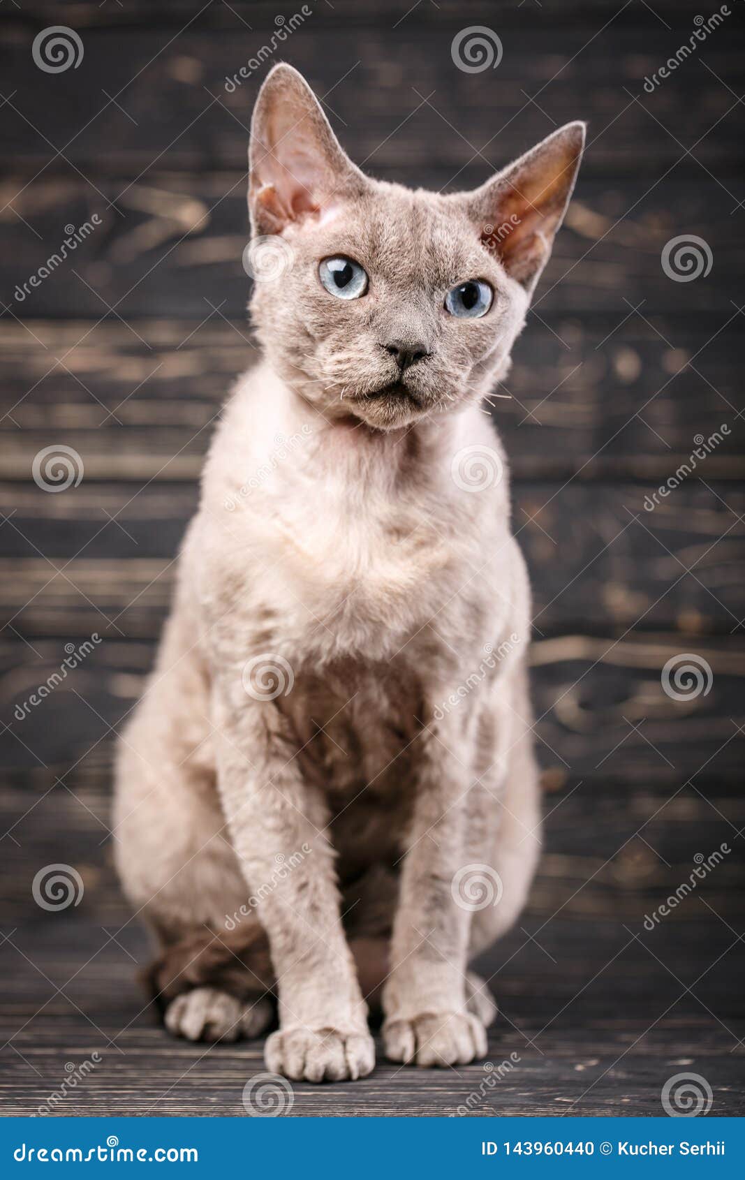Devon-rex breed cat stock photo. Image of cute, pretty - 143960440