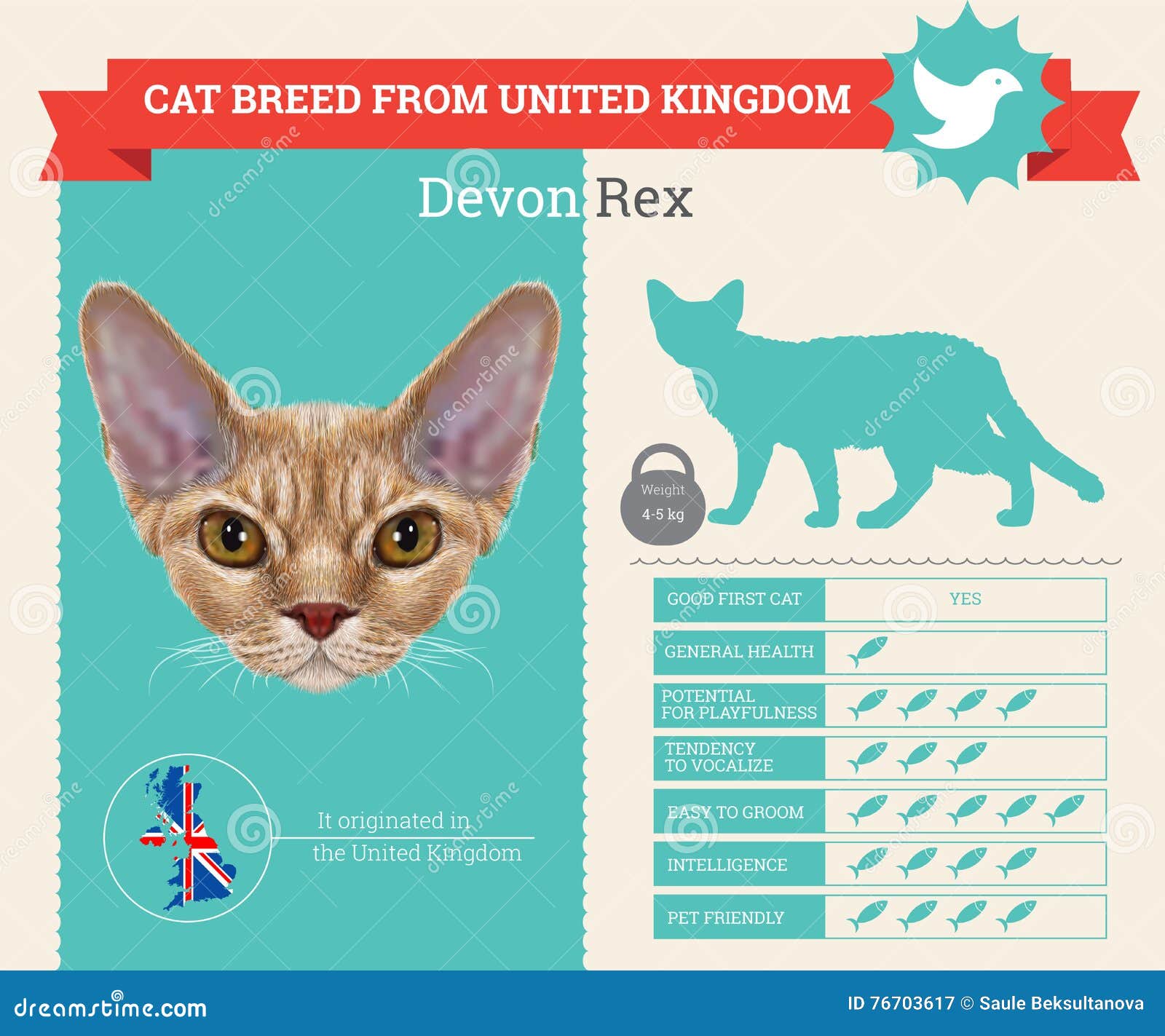 Devon Rex Cat Breed Infographics Stock Illustration - Illustration of ...