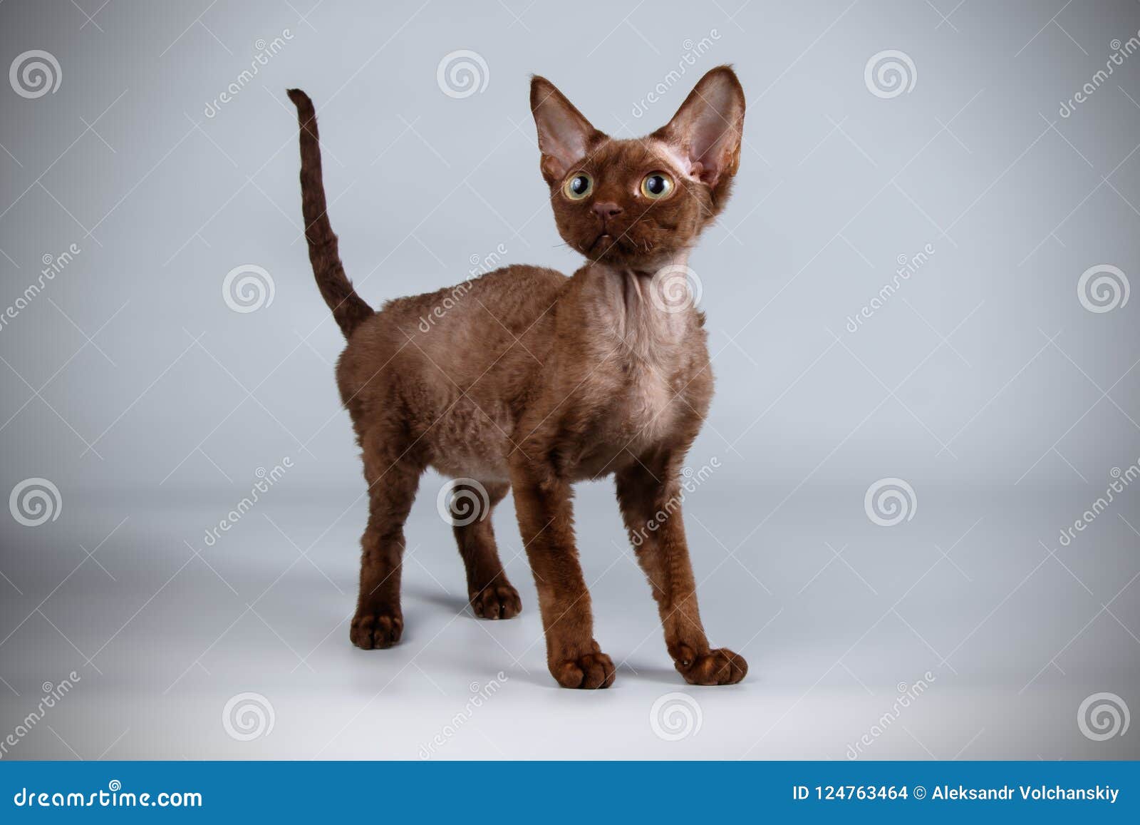 Devon Rex Cat on Colored Backgrounds Stock Photo - Image of shorthair ...