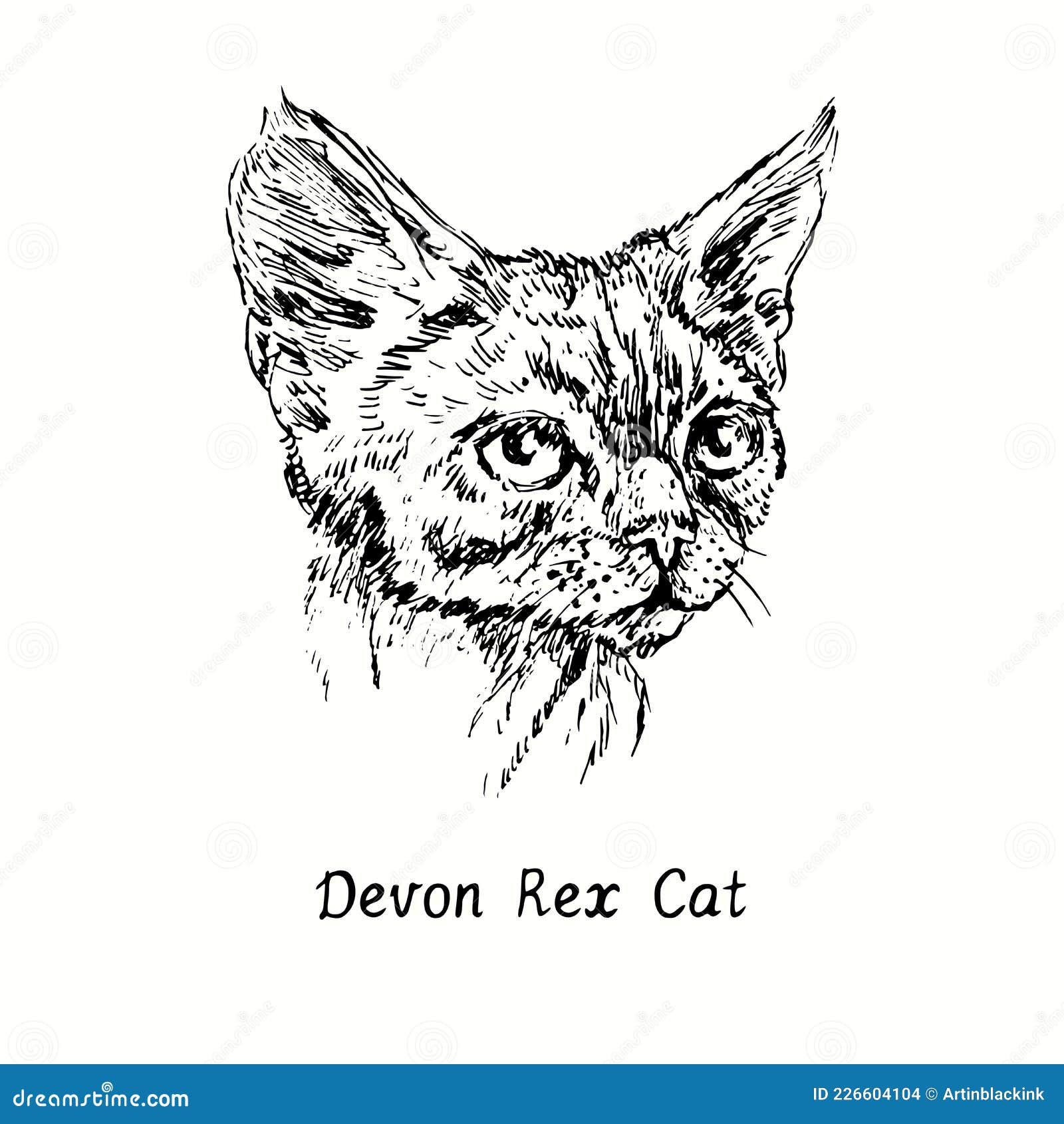 Devon Rex Cat Portrait Isolated, Digital Art Royalty-Free Cartoon ...