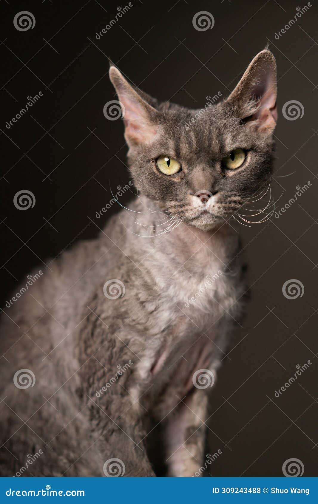 A Devon Rex cat stock photo. Image of green, front, straight - 309243488
