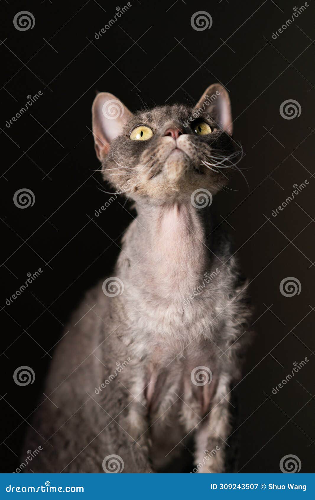 A Devon Rex cat stock image. Image of portraits, loveliness - 309243507
