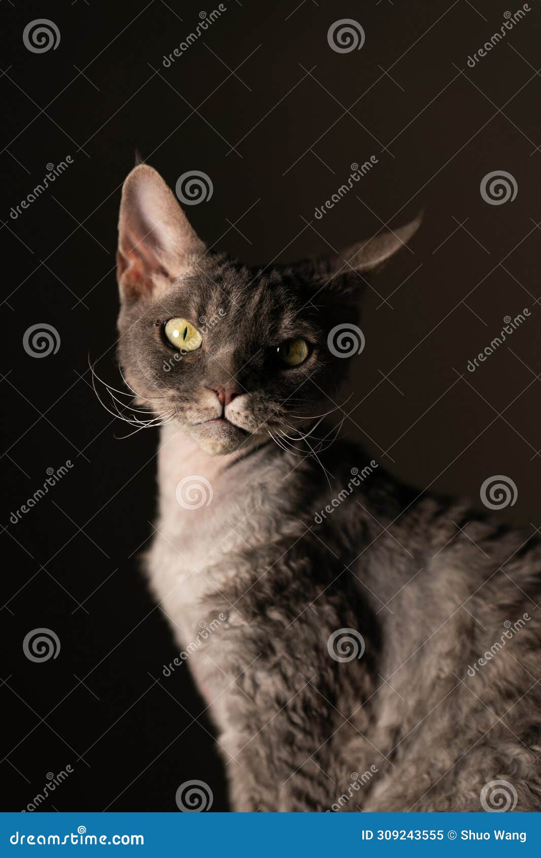 A Devon Rex cat stock image. Image of face, faced, portraits - 309243555