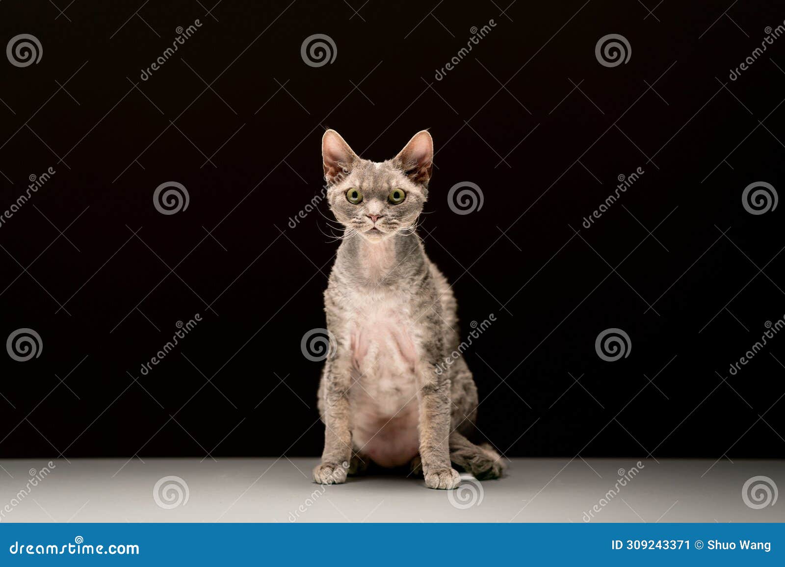 A Devon Rex cat stock image. Image of animal, front - 309243371