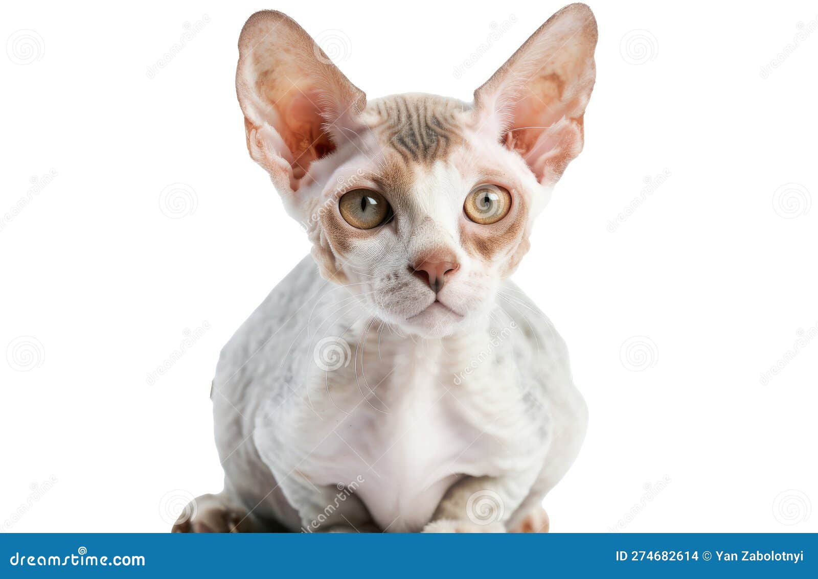Devon Rex Cat on Isolated Transparent Background, Png. Generative AI ...