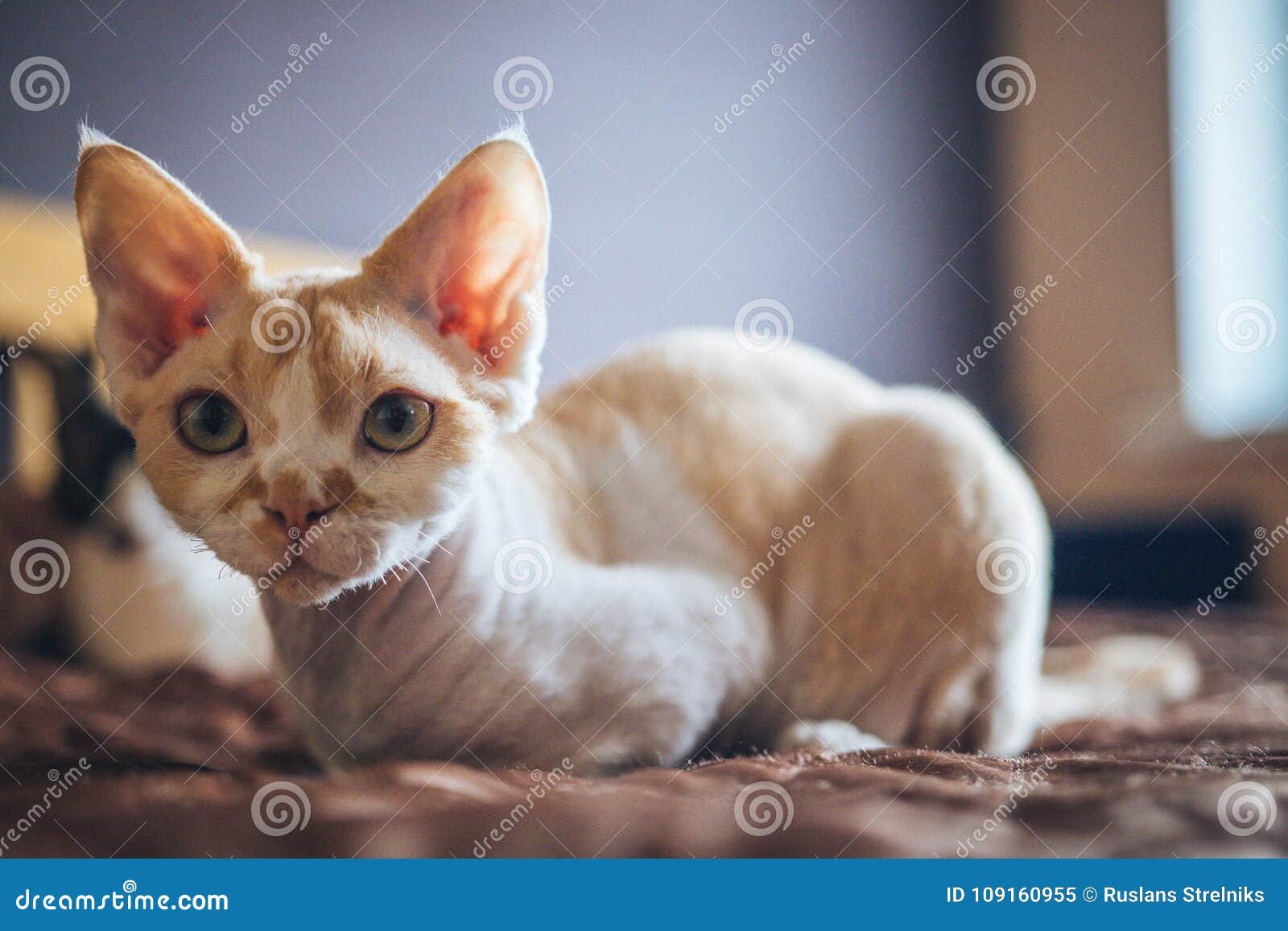 Devon Rex cat stock image. Image of breed, high, silky - 109160955
