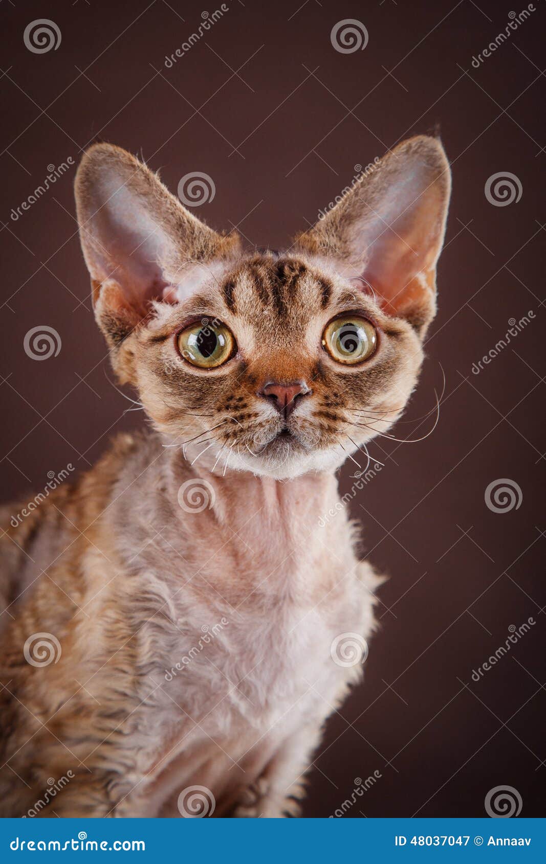 Devon Rex cat stock image. Image of fluffy, background - 48037047