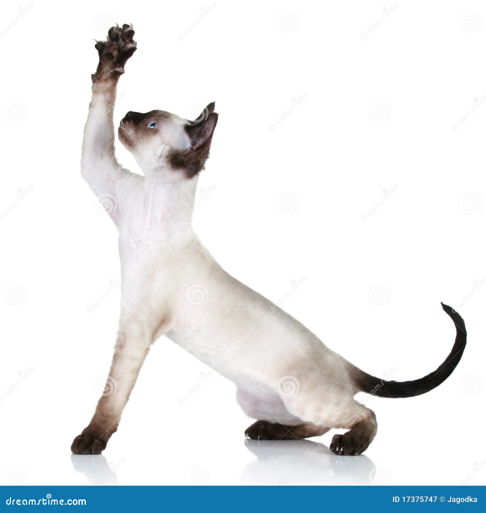 Devon Rex Cat Pulls Paw Upwards Stock Image - Image of young, furry ...