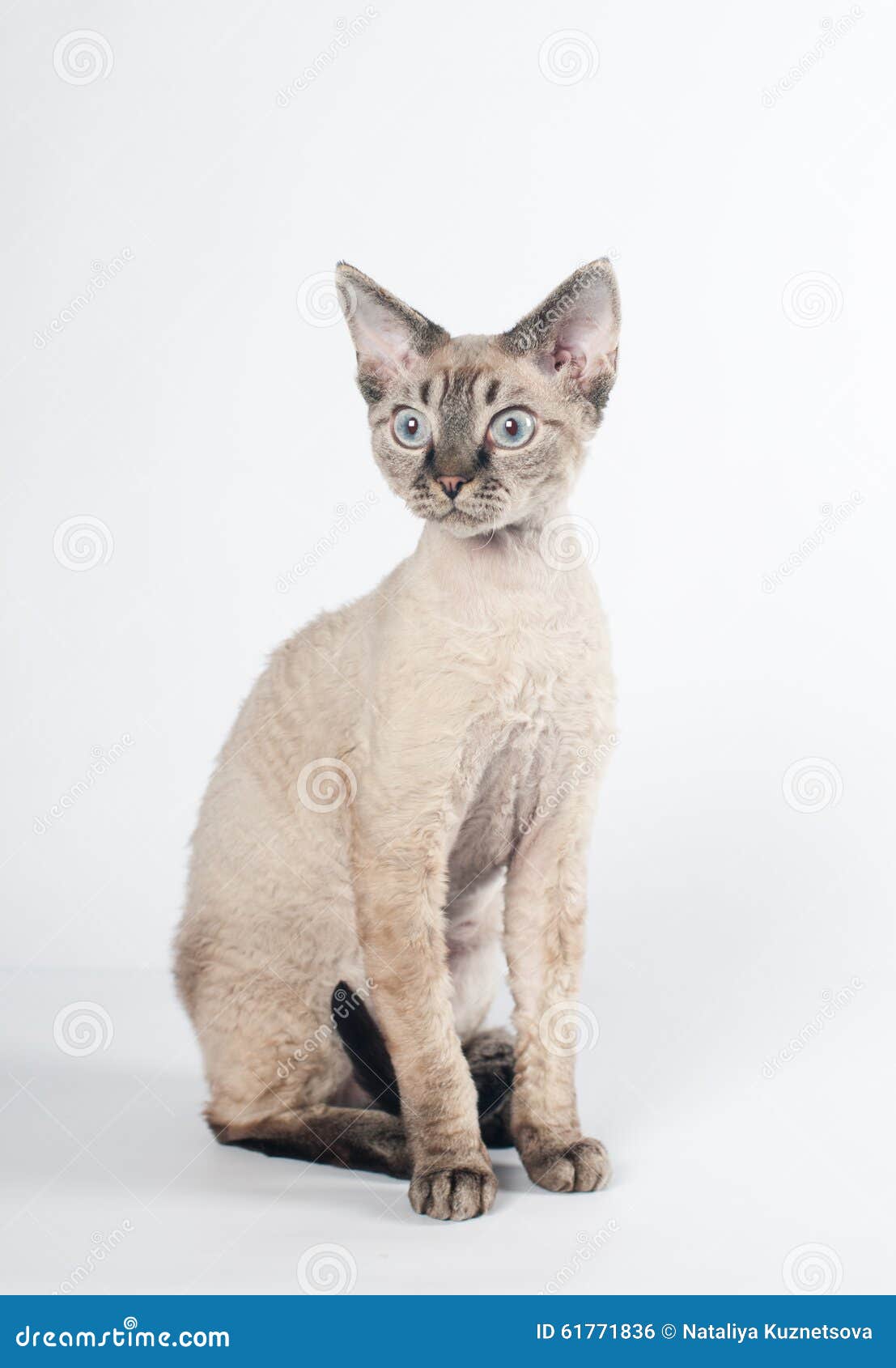 Devon Rex Cat on White Background Stock Photo - Image of cute, purebred ...