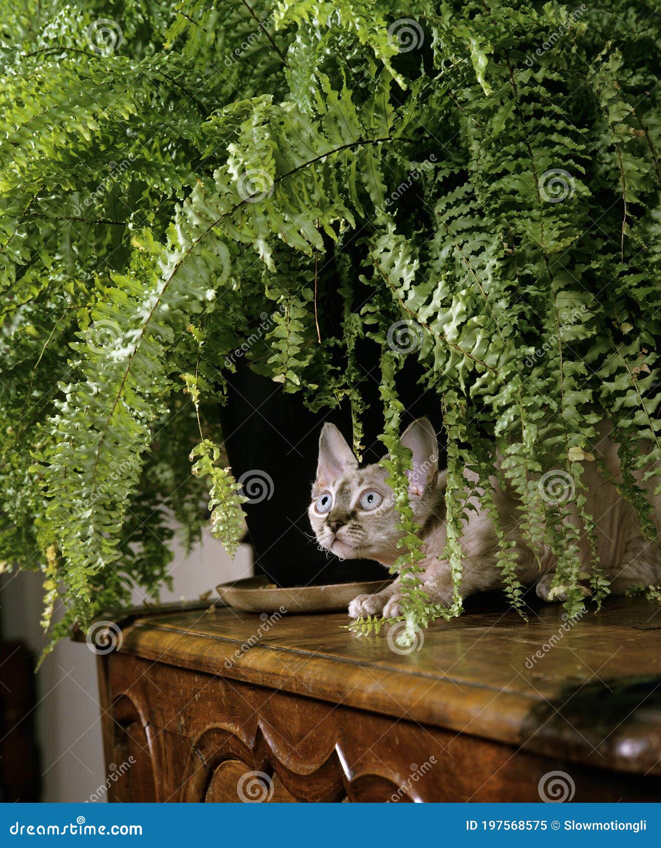 Devon House, Kingston, Jamaica Stock Image | CartoonDealer.com #108624703