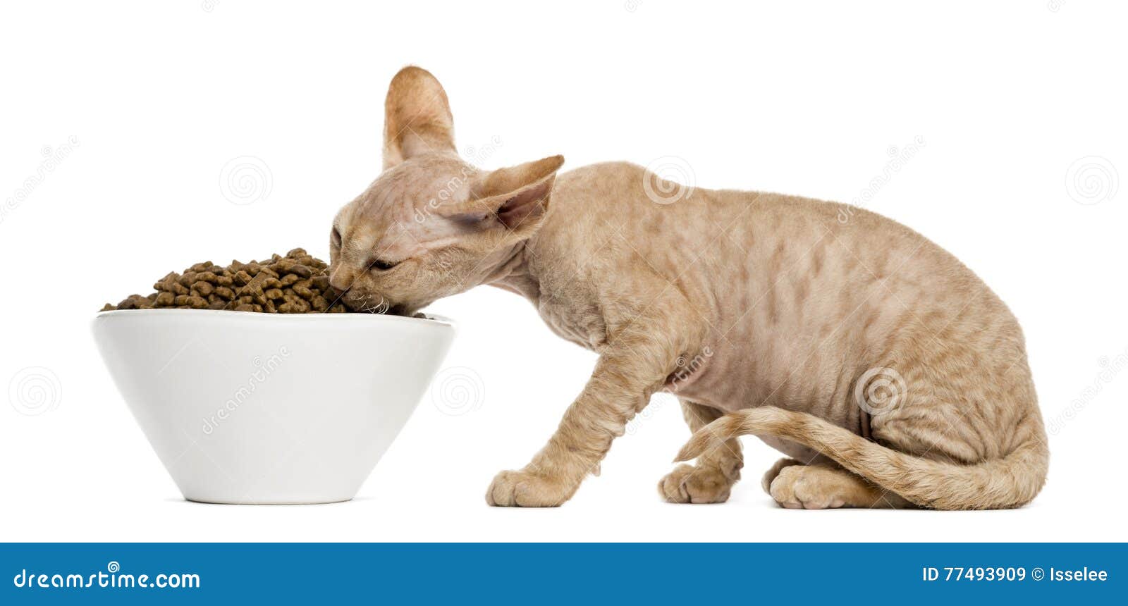 Devon Rex Eating from a White Bowl Isolated on White Stock Image ...