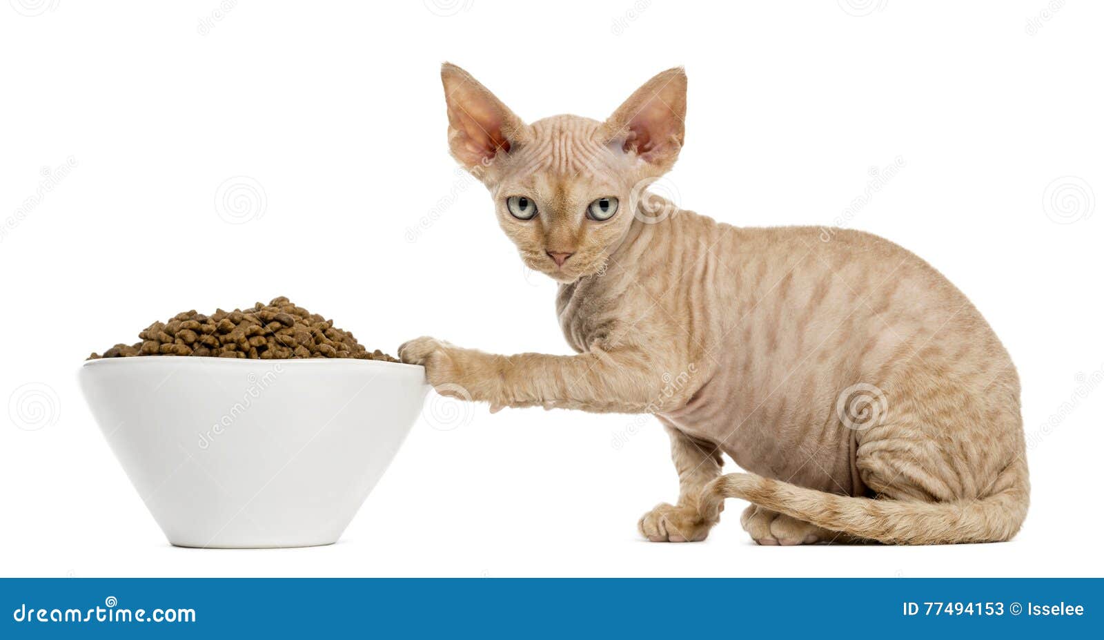 Devon Rex Royalty-Free Stock Image | CartoonDealer.com #17781958