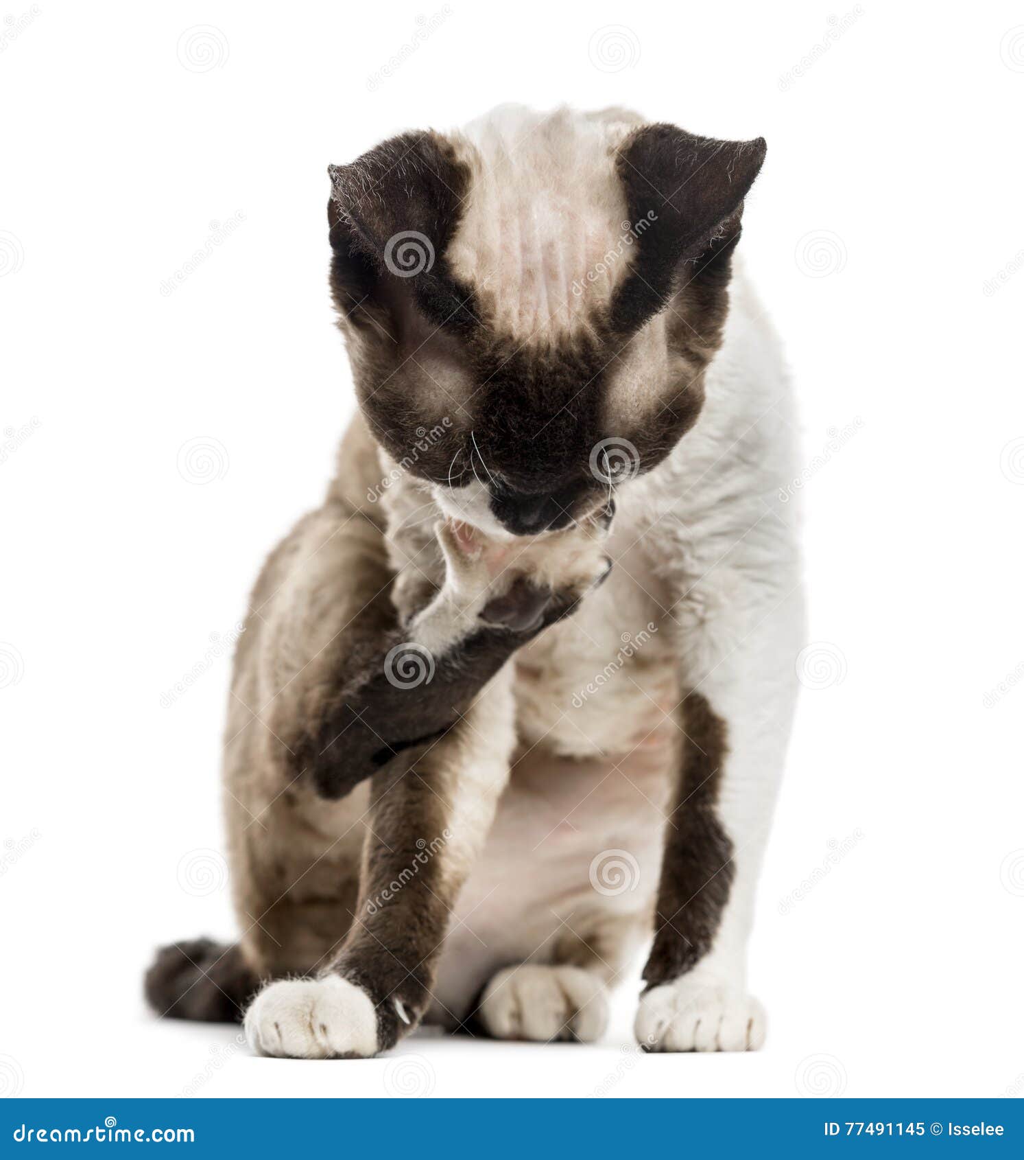Devon rex grooming himself stock image. Image of grooming - 77491145