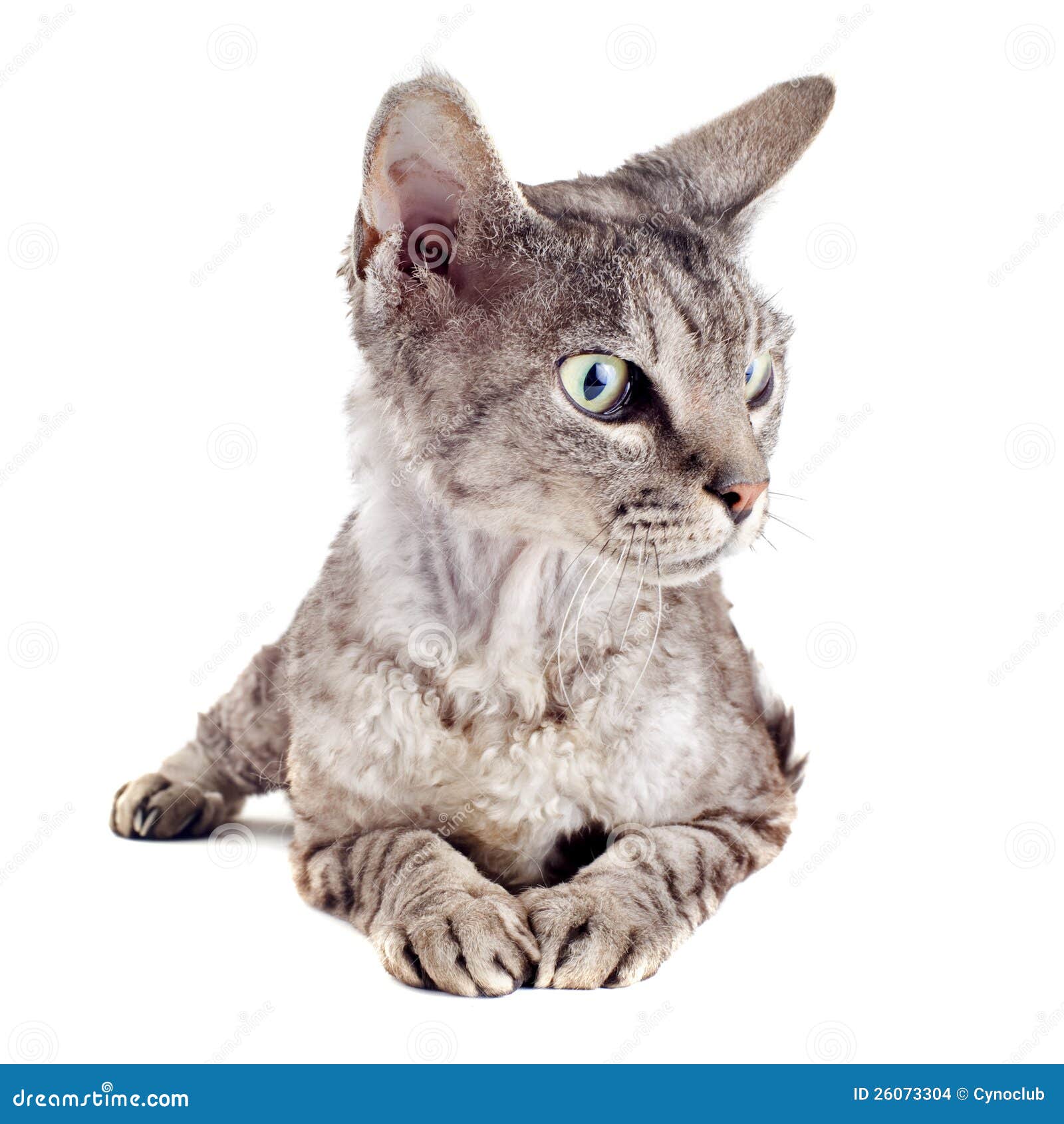 Devon rex Katze stockfoto. Bild von lügen, studio, hintergrund - 26073304