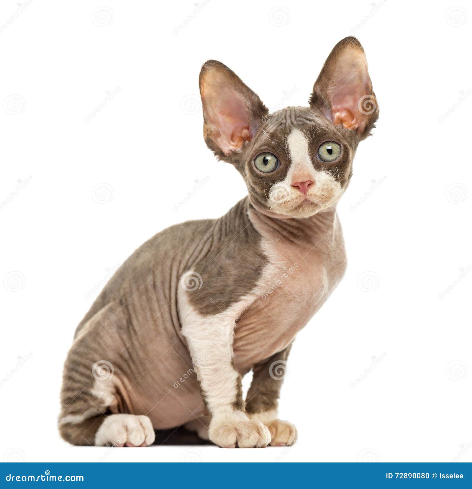 Devon Rex Kitten Isolated on White Stock Photo - Image of domestic ...