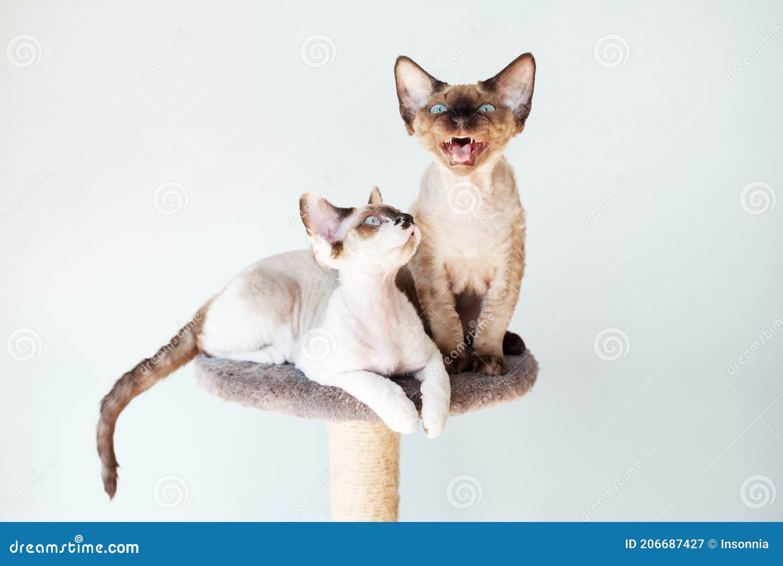 Devon Rex Kittens are Sitting on the Scratching Furniture for Cats ... Devon Rex Kittens are Sitting on the Scratching Furniture for Cats ...