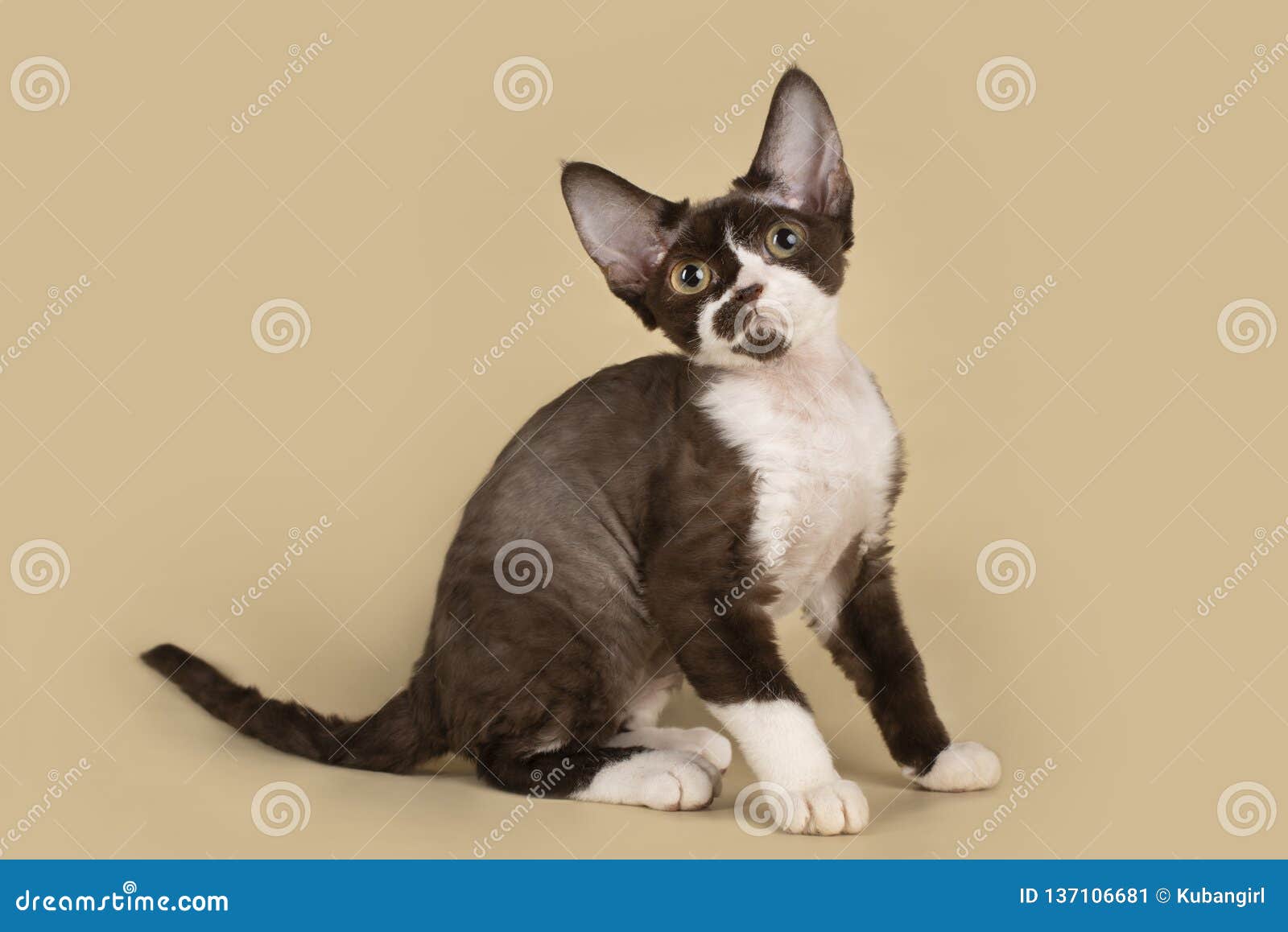 Devon Rex on a Light Isolated Background Stock Image - Image of hunter ...