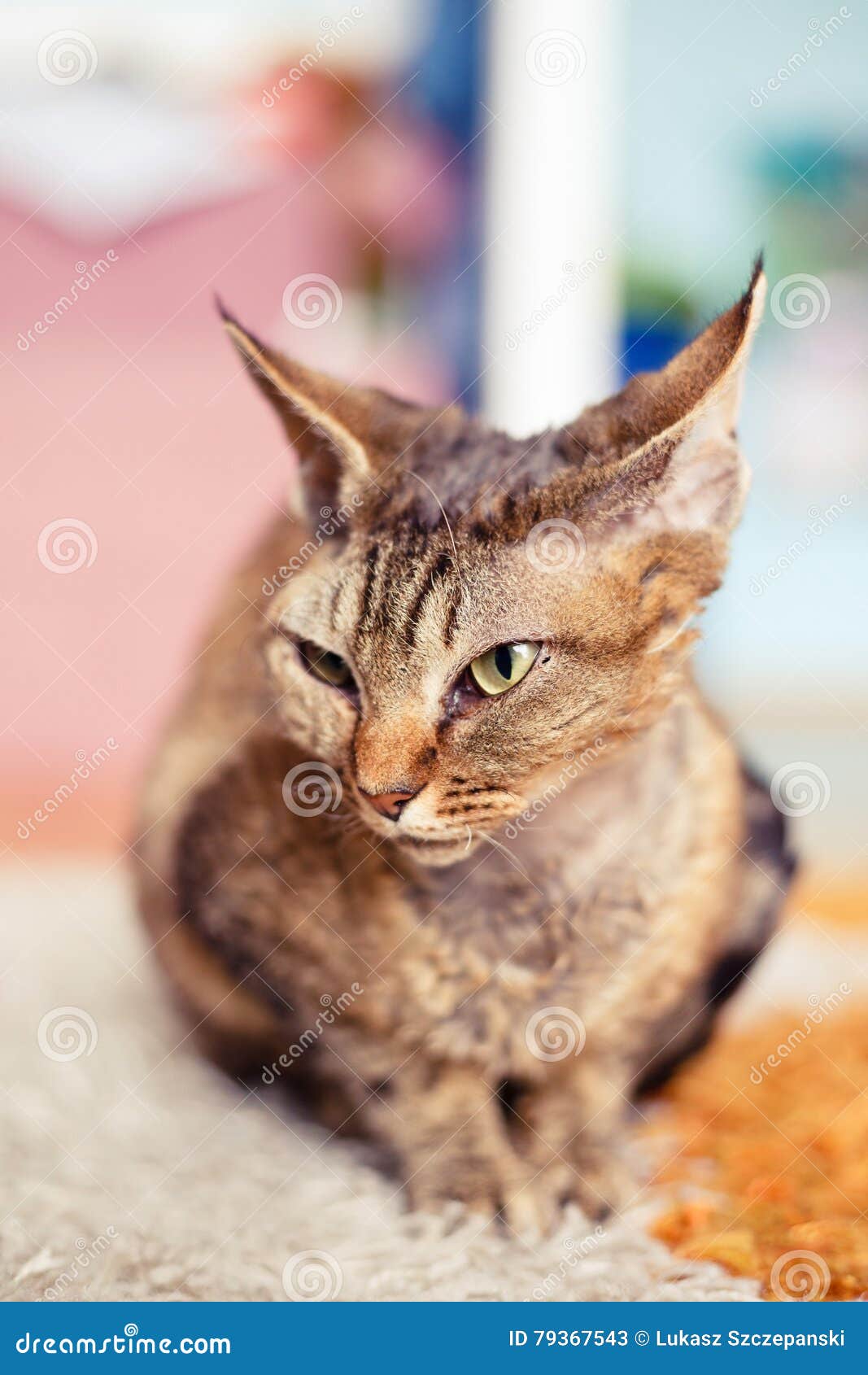 Devon Rex Purebred Domestic Cat Stock Image - Image of carpet, small ...