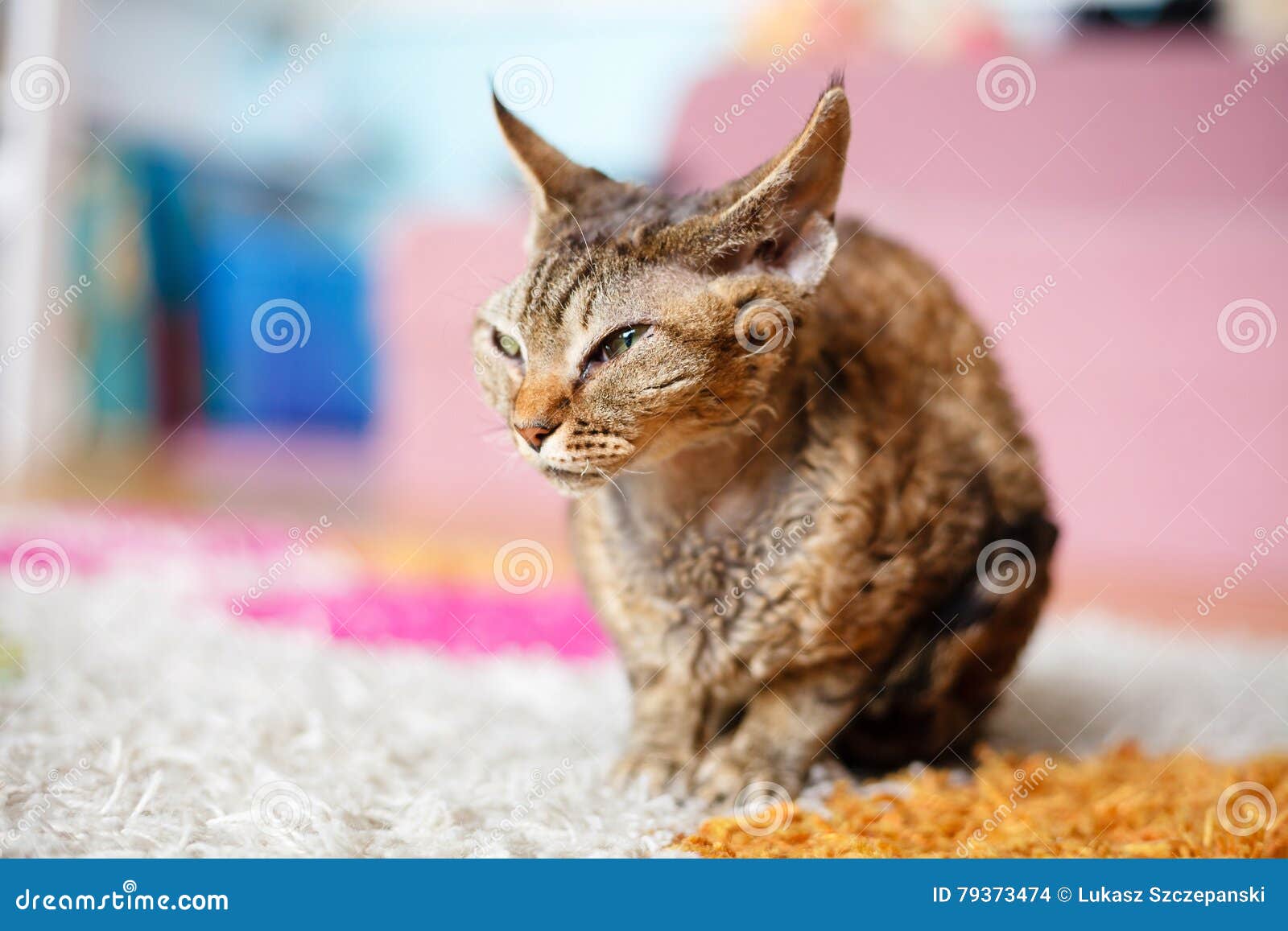 Devon Rex Purebred Domestic Cat Stock Photo - Image of purebred, post ...