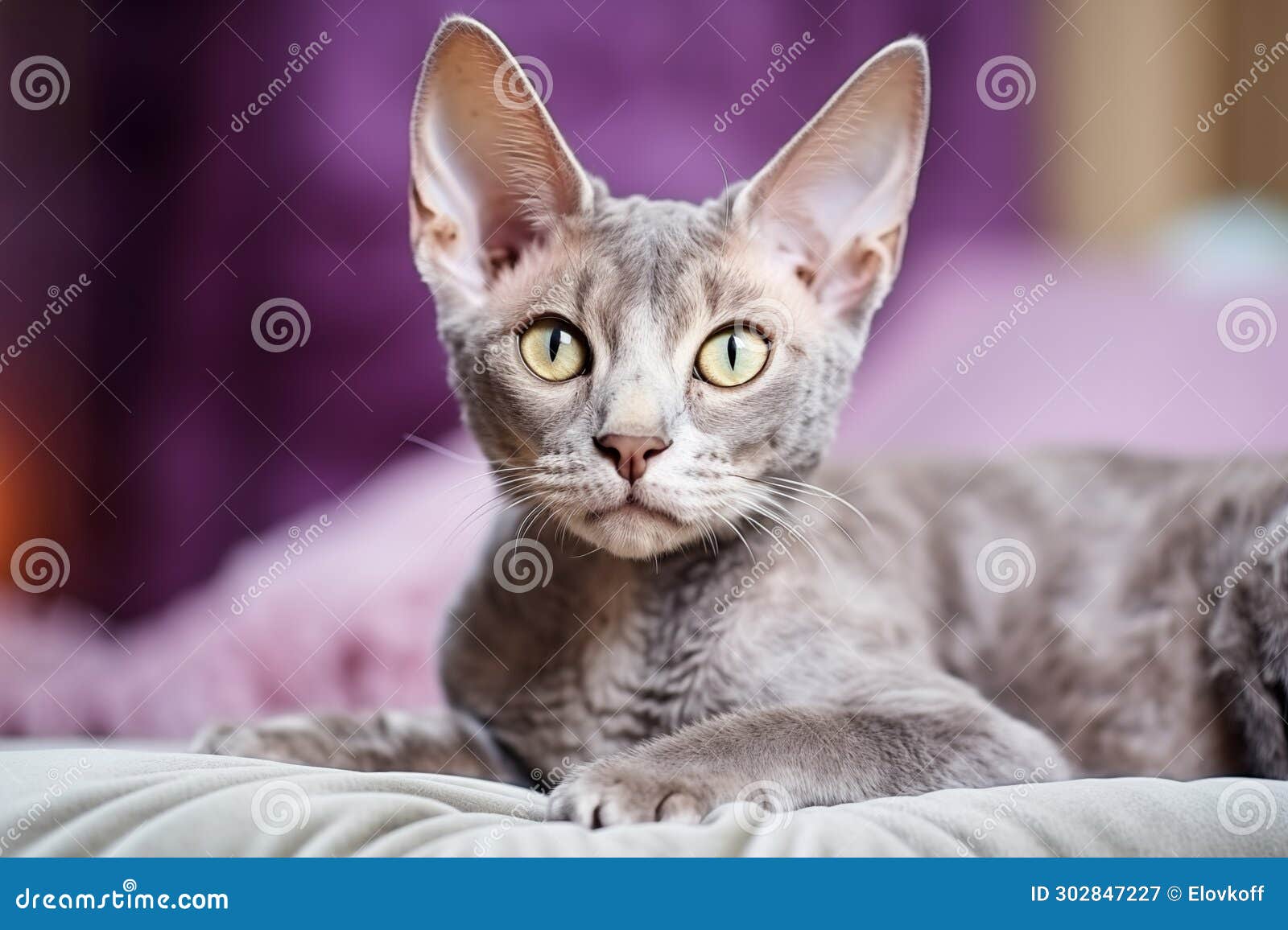Devon Rex Short Hair Cat Breed Known for Its Tall Ears and Sphynx Look ...