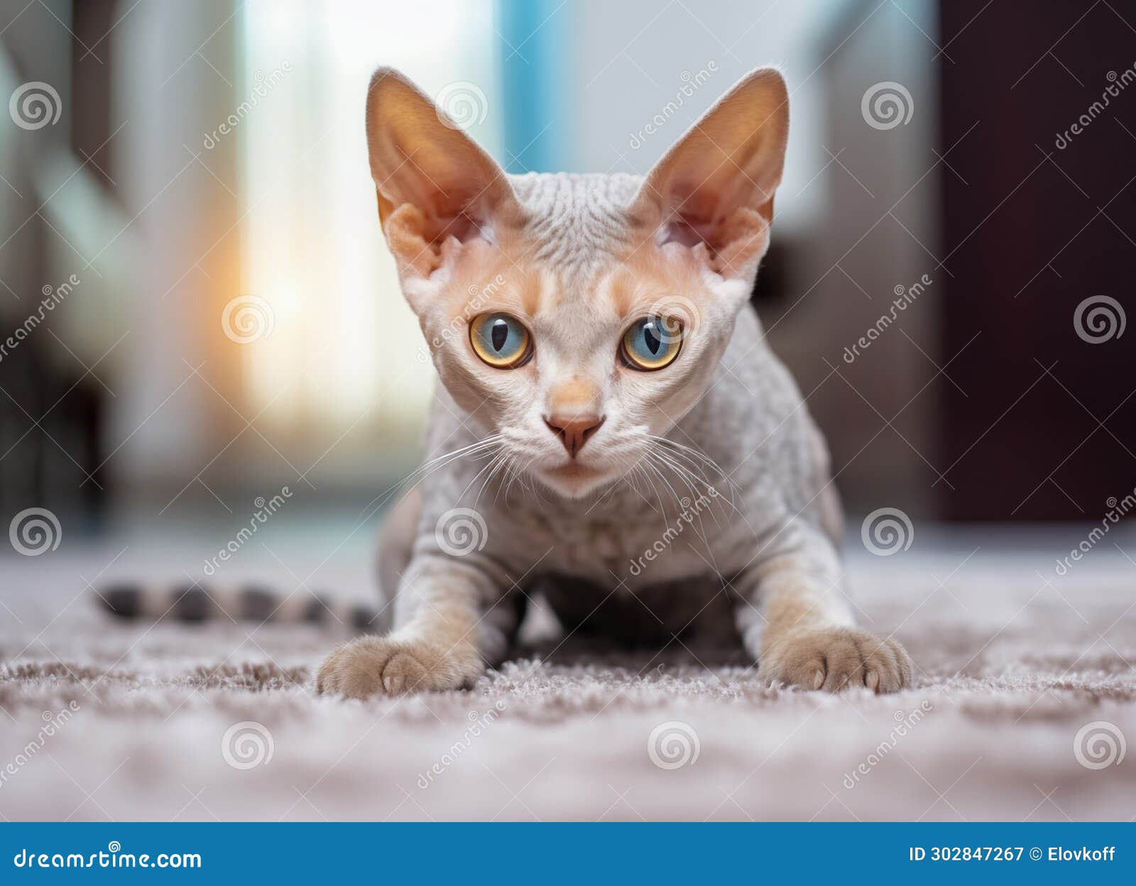 Devon Rex Short Hair Cat Breed Known for Its Tall Ears and Sphynx Look ...