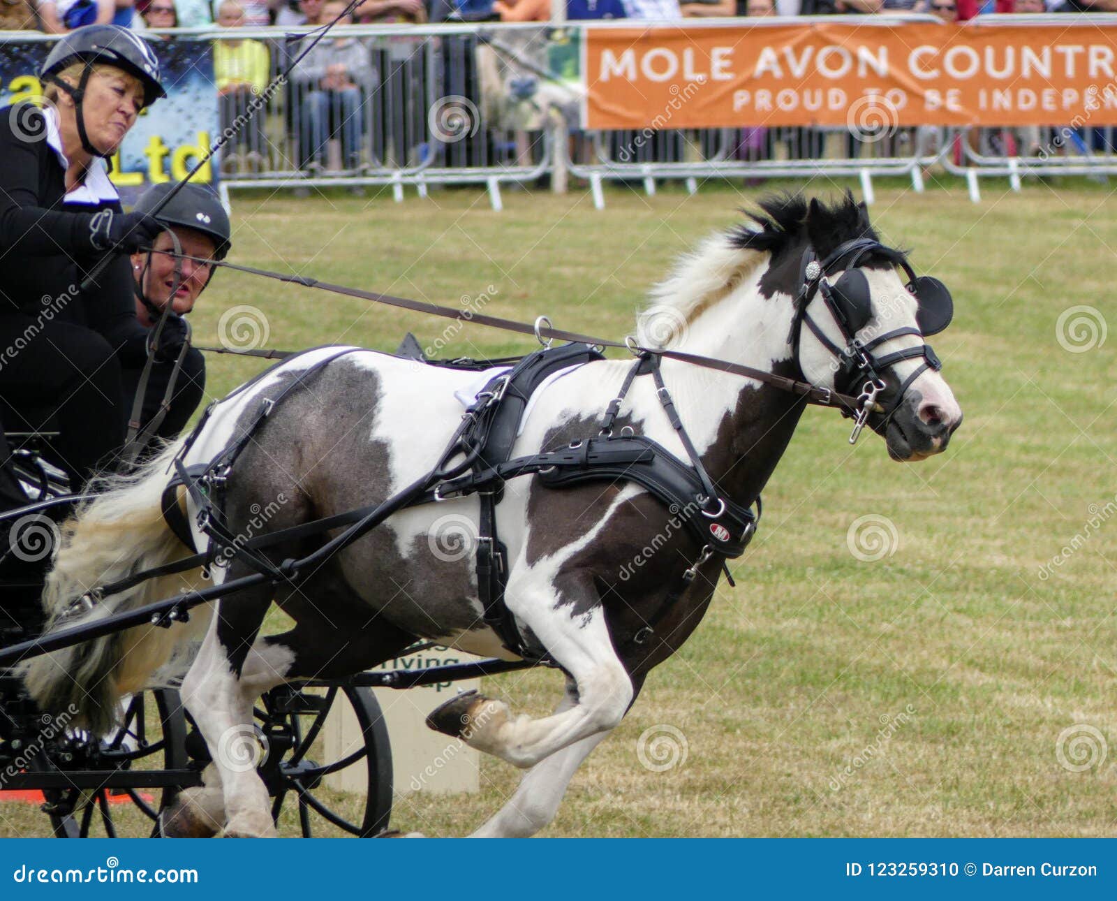 Devon, UK - July 30 2018: Scurry Driving, Equestrian Time Trials with ...