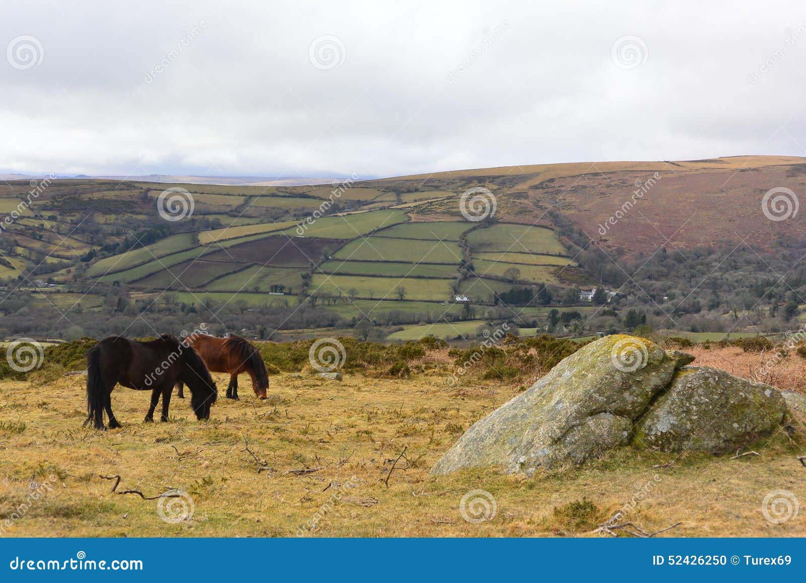 Devon wild horses stock photo. Image of torquay, mountain - 52426250