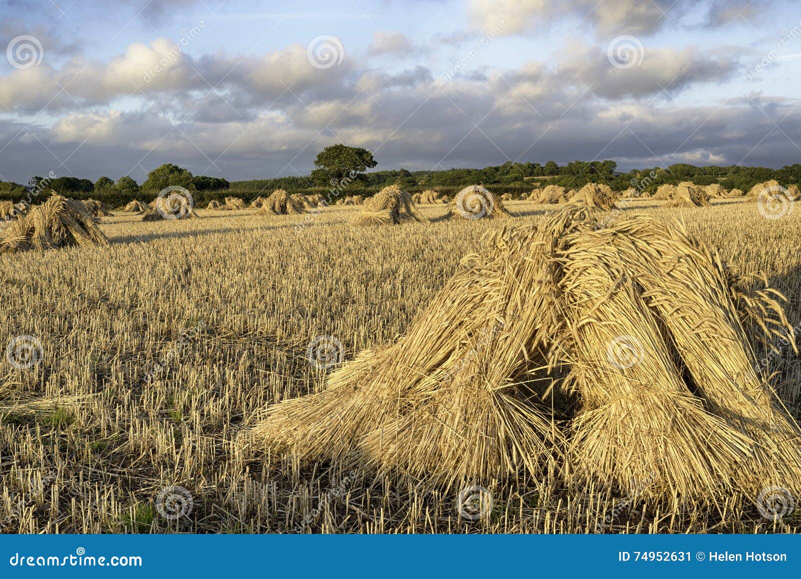 Devonshire Harvest stock image. Image of food, scenic - 74952631