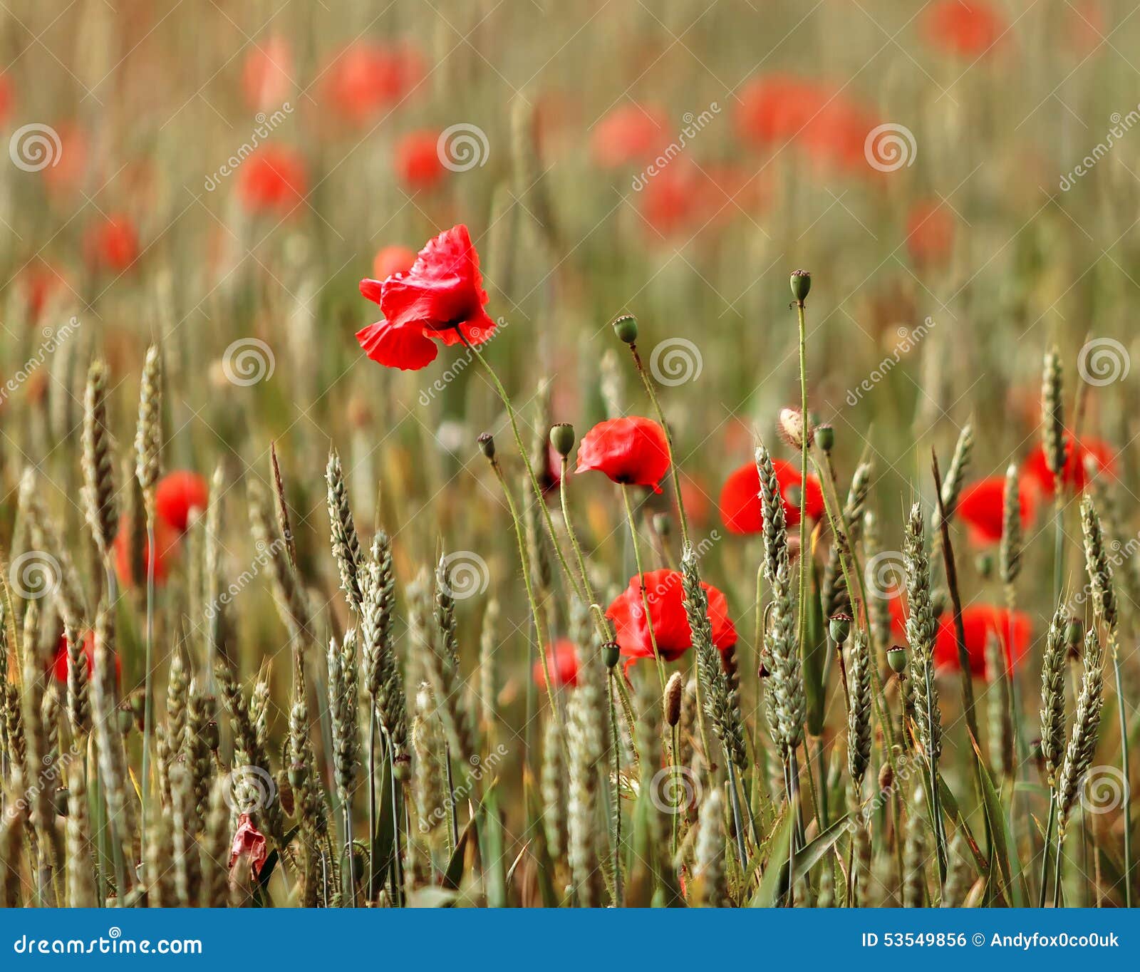 Devonshire vallmo arkivfoto. Bild av kurva, vallmo, natur - 53549856