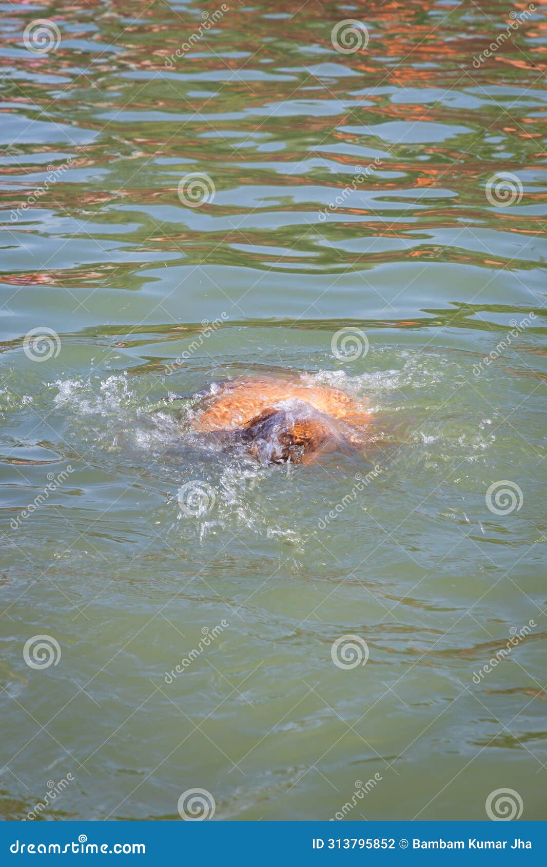 Devotee Bathing in Holy River Water at Morning from Flat Angle Stock ...