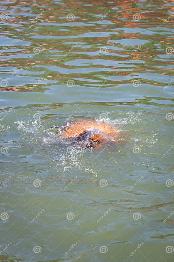 Devotee Bathing in Holy River Water at Morning from Flat Angle Stock ...