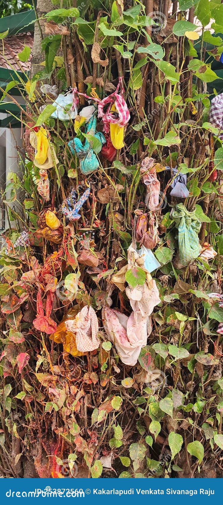 Devotees Offerings To a Tree in Tirumala. India Editorial Image - Image ...