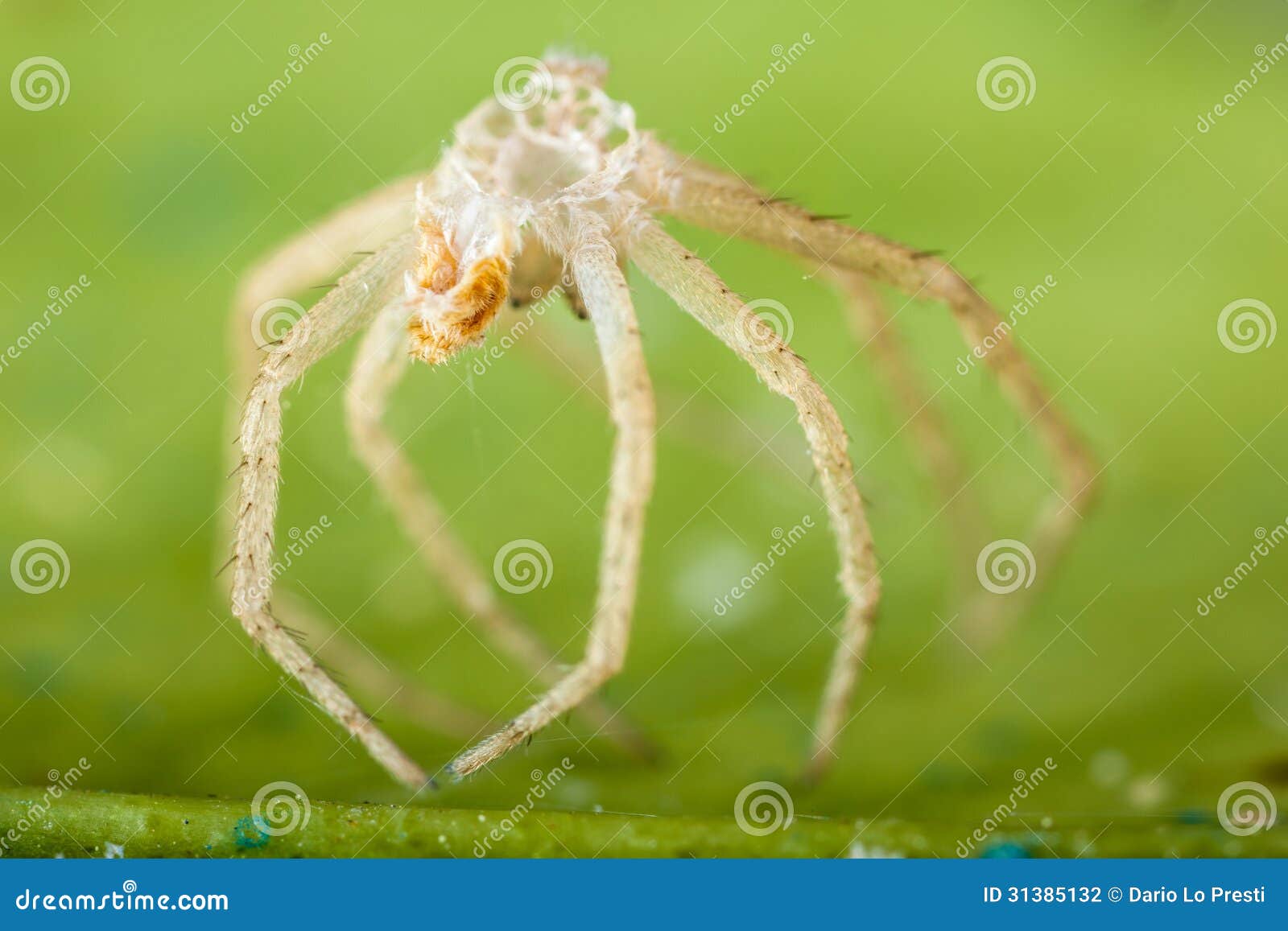 Devoured Spider Stock Photos - Free & Royalty-Free Stock Photos from ...