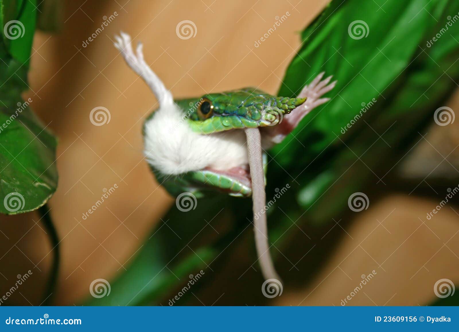 Devouring stock photo. Image of creature, animal, macro - 23609156