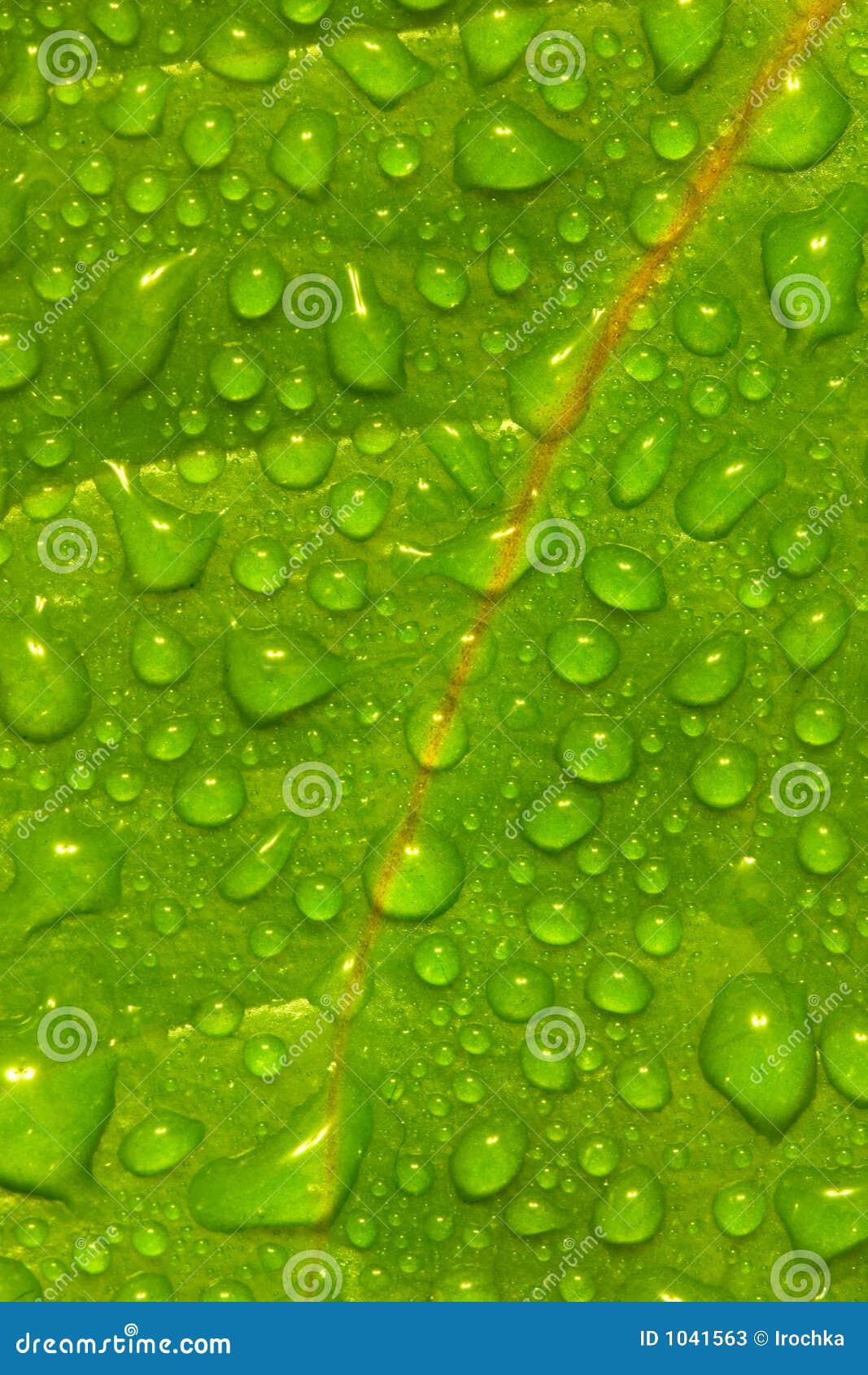 Dew stock image. Image of outdoor, close, garden, country - 1041563