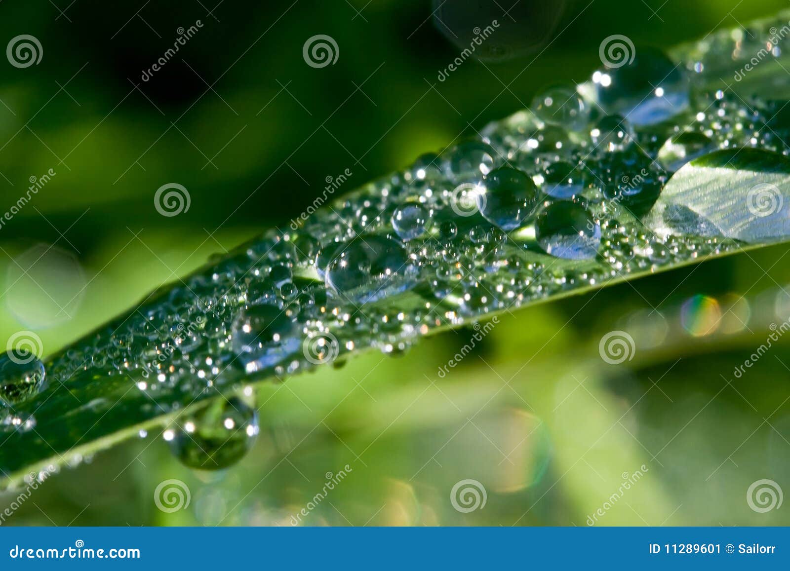 Dew stock image. Image of bubble, liquid, macro, color - 11289601