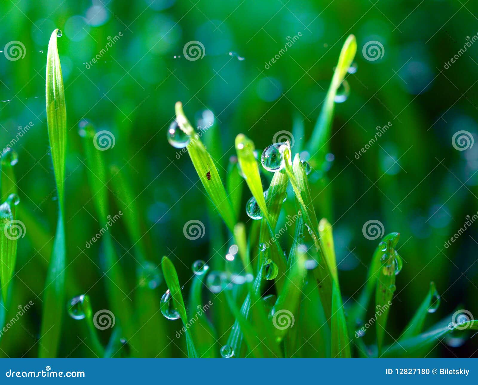 Dew stock photo. Image of color, lake, condensation, outdoors - 12827180