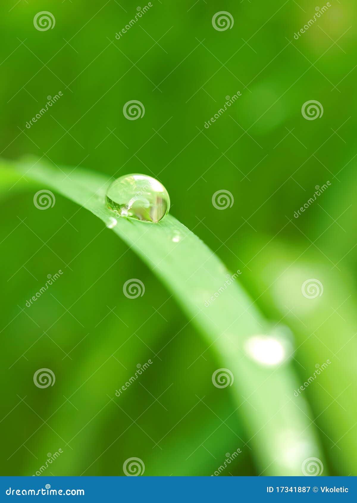 Dew stock image. Image of bubble, beautiful, plant, liquid - 17341887