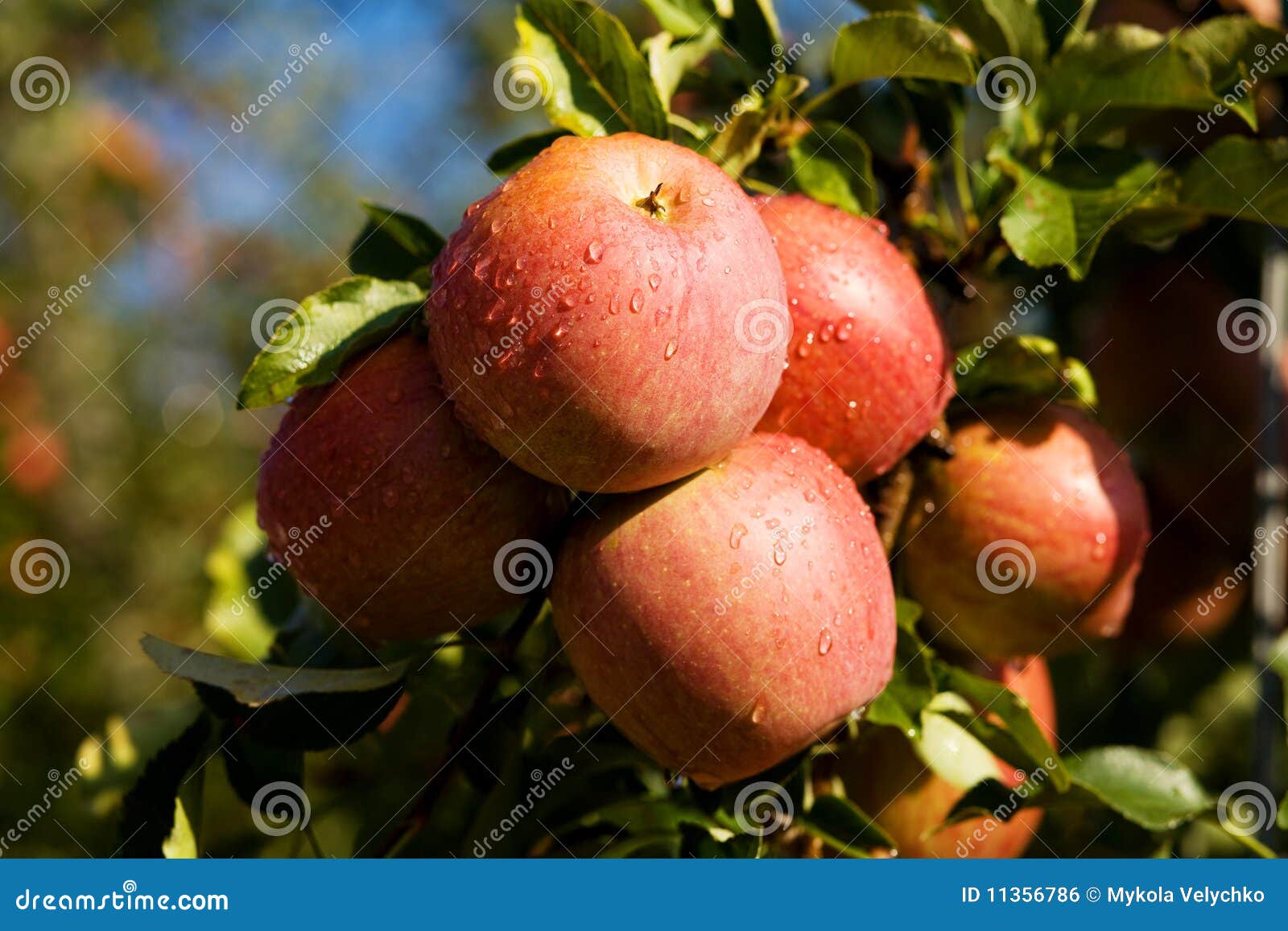 Dew on apples stock photo. Image of branch, fruit, ripe - 11356786