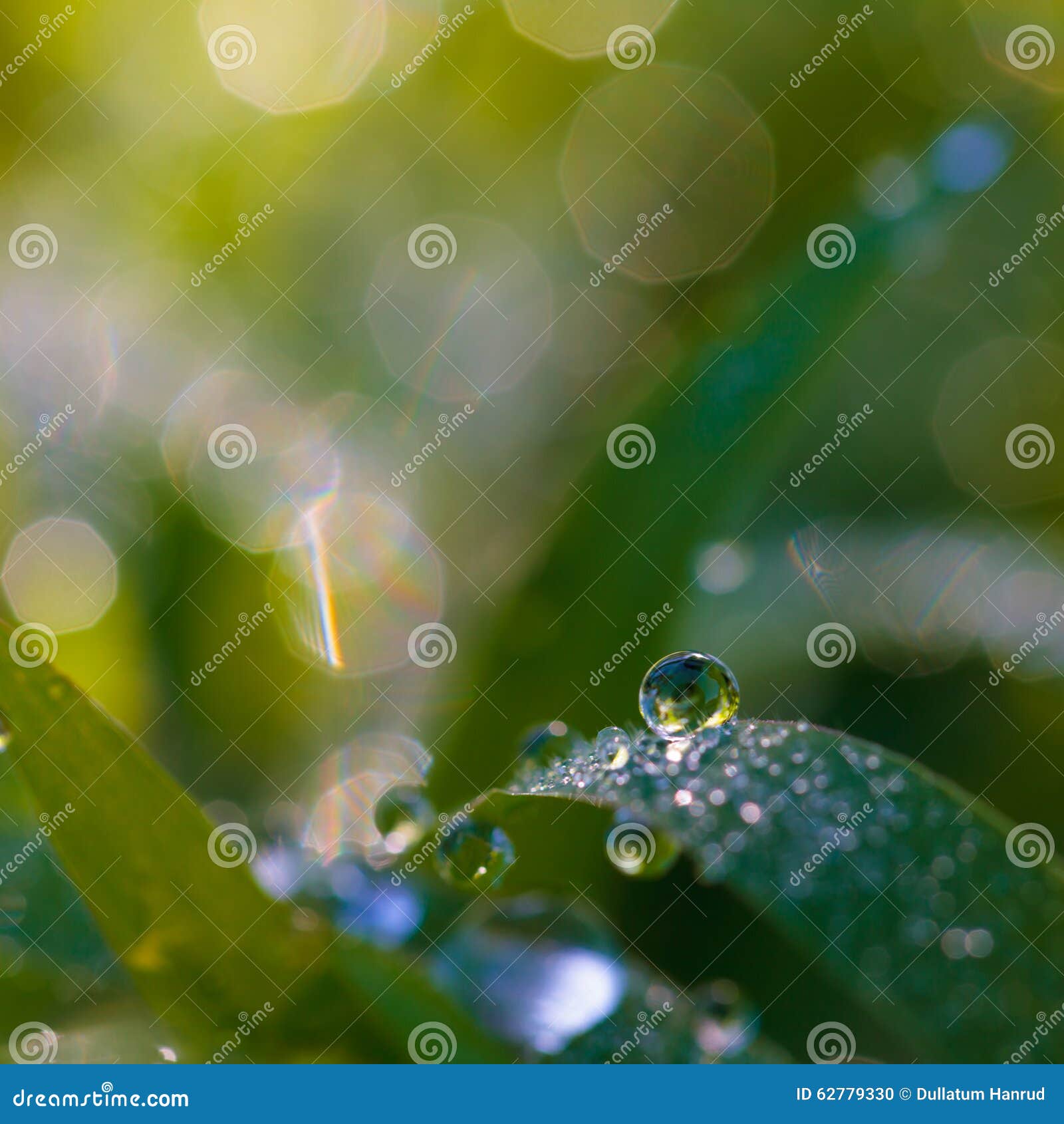 Dew beautiful bright. stock photo. Image of grass, nature - 62779330