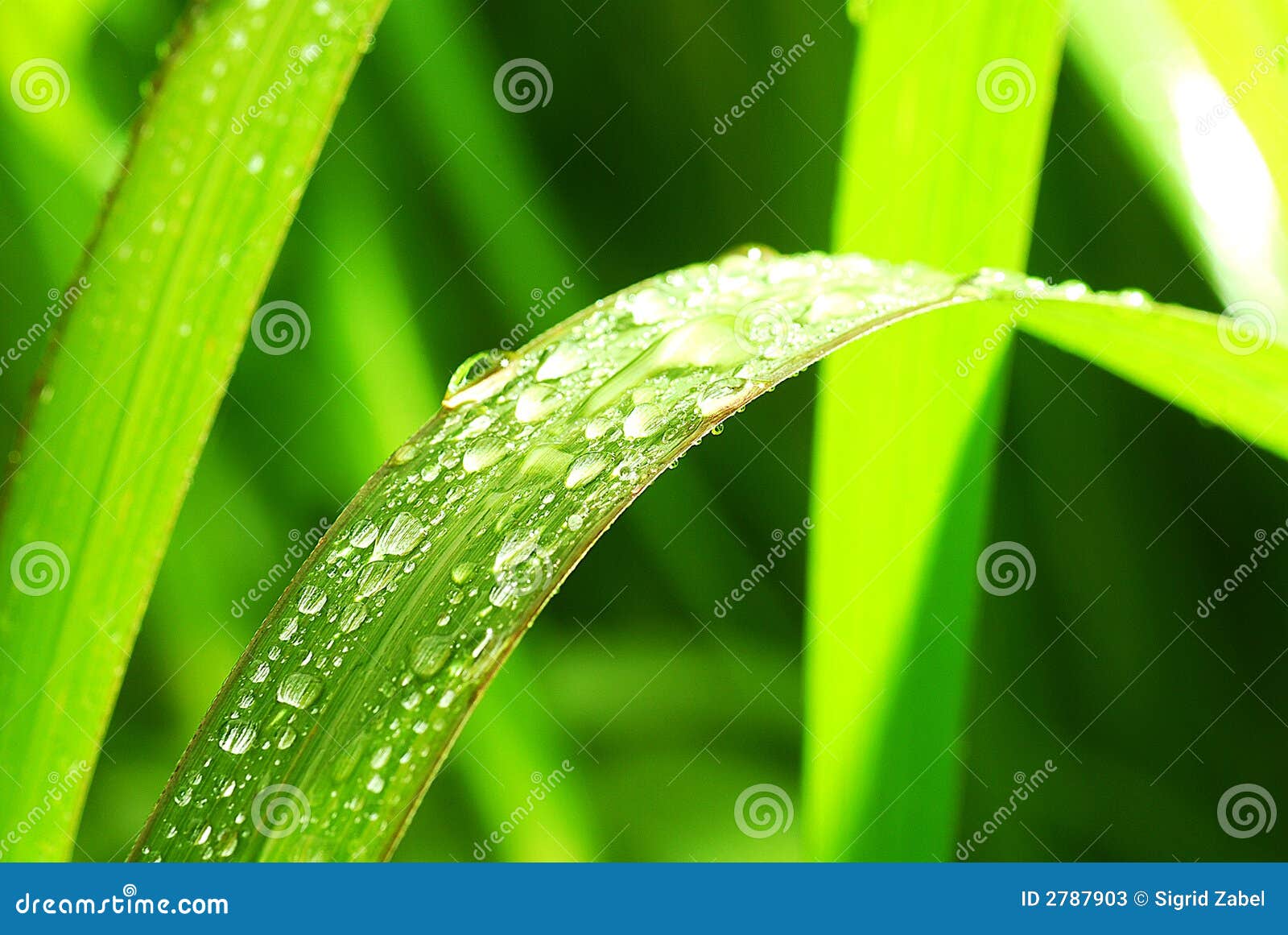 Single Blade Of Grass