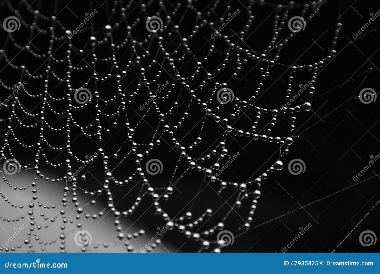 Dew on cobweb stock image. Image of water, forest, nature - 47935825