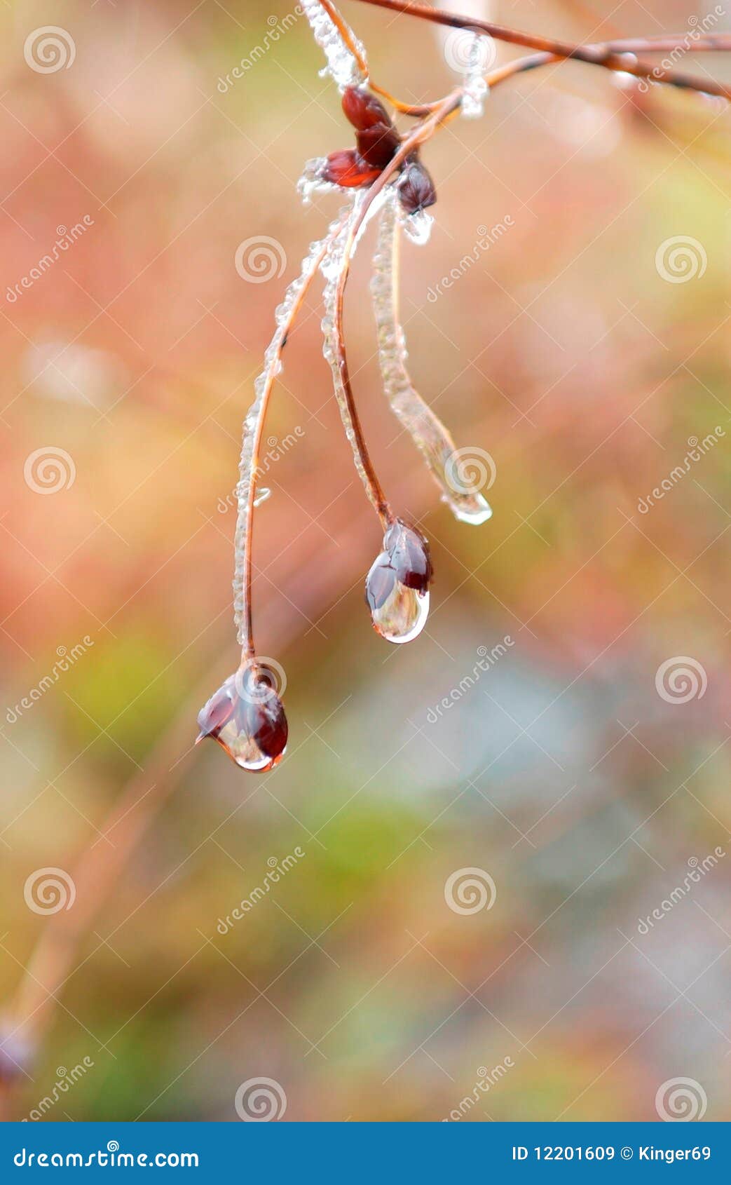Dew on cold morning stock image. Image of leaf, moisture - 12201609