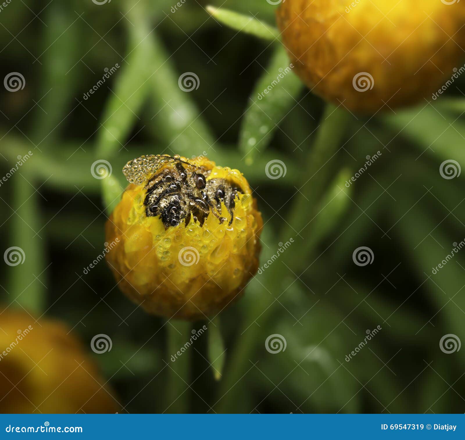 Dew Covered Bee Stuck Inside a Flower Stock Image - Image of door ...