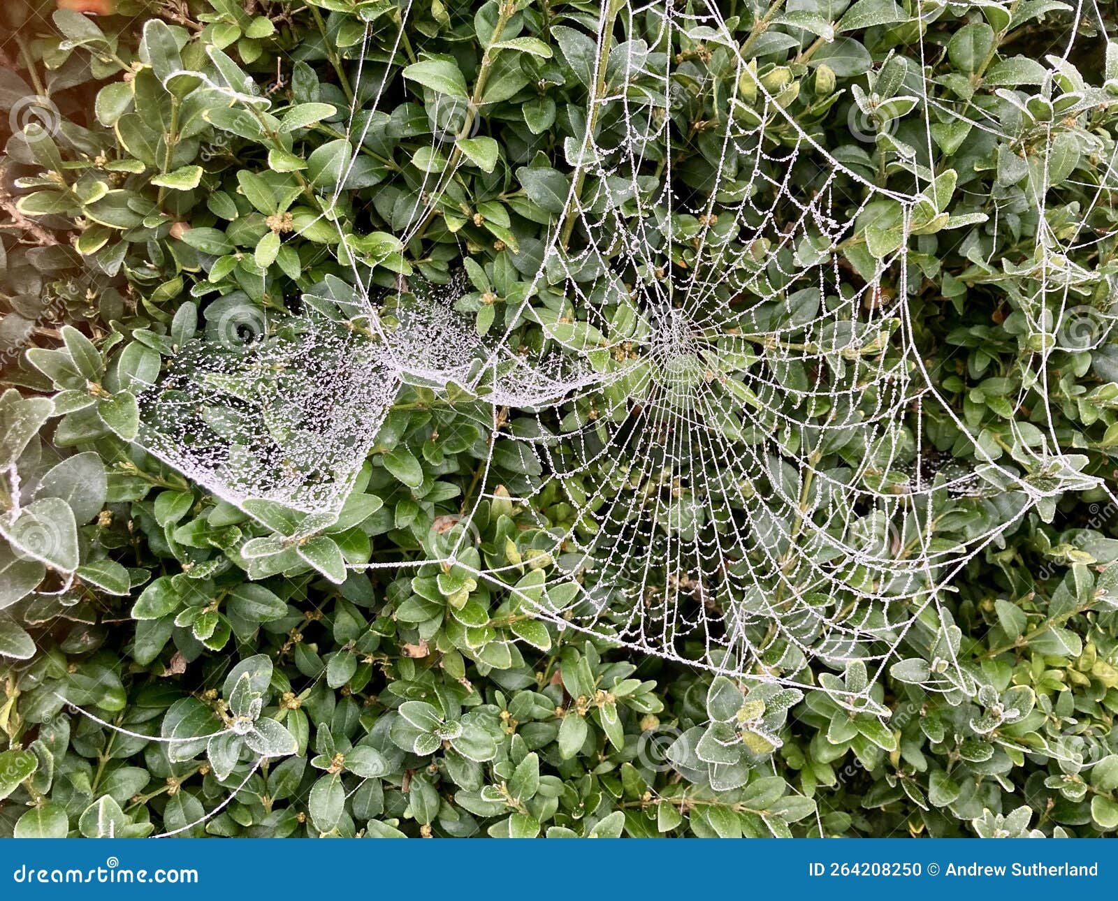 Dew Covered Cobwebs with Greenery Behind. Stock Photo - Image of cobweb ...